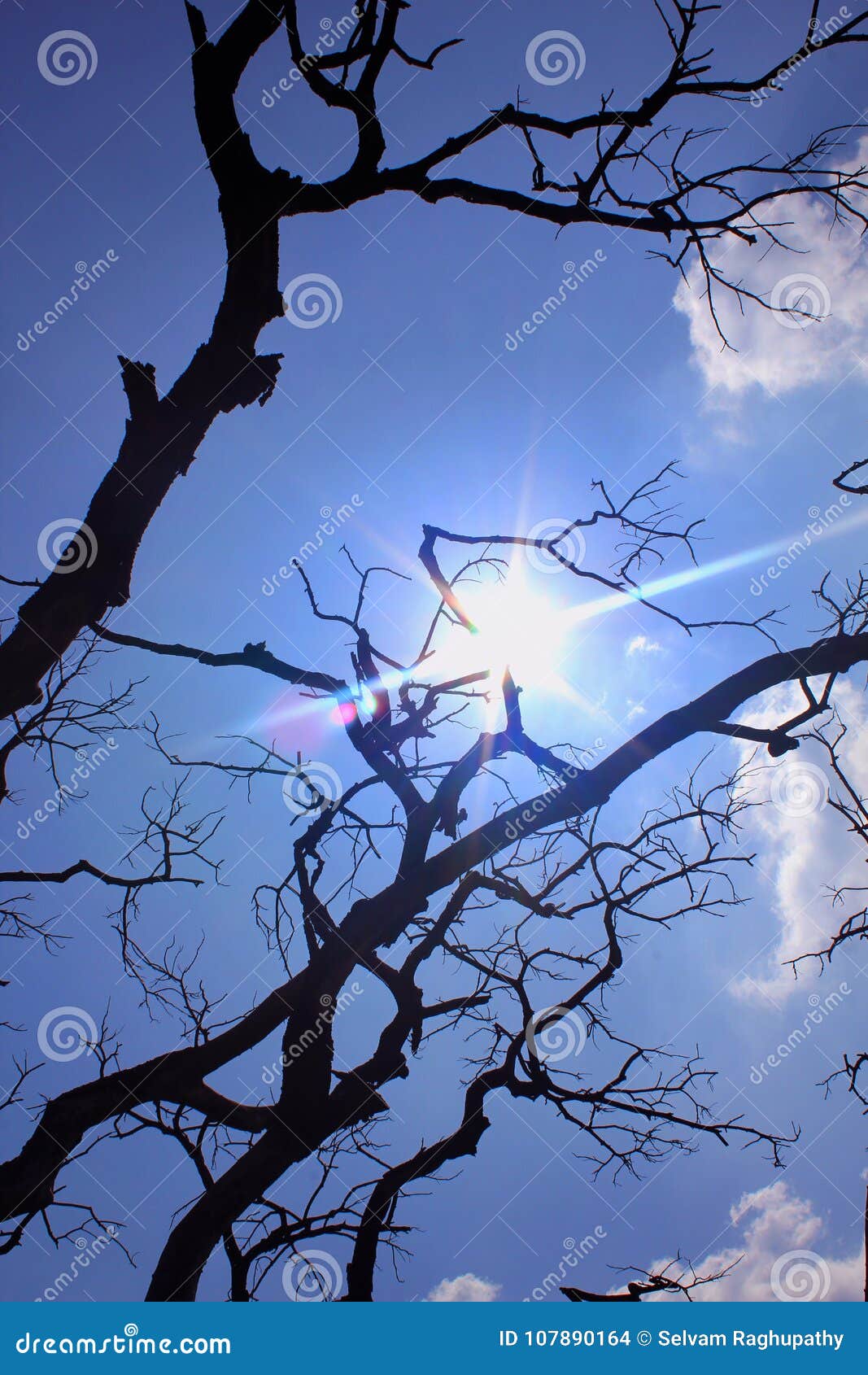 Sun Rays with Gloomy Dead Tree Branches Stock Photo - Image of aged ...