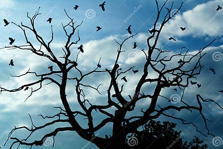 Gloomy dead tree, crows stock image. Image of ghostly, branches - 858813