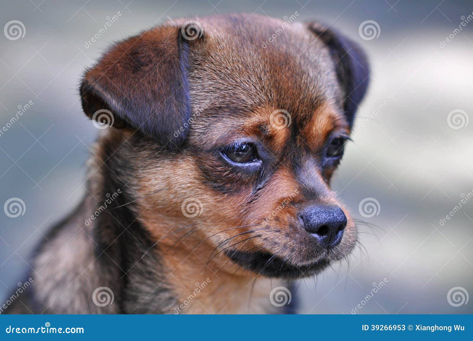 Gloomy Dog stock image. Image of closeup, white, lying - 39266953