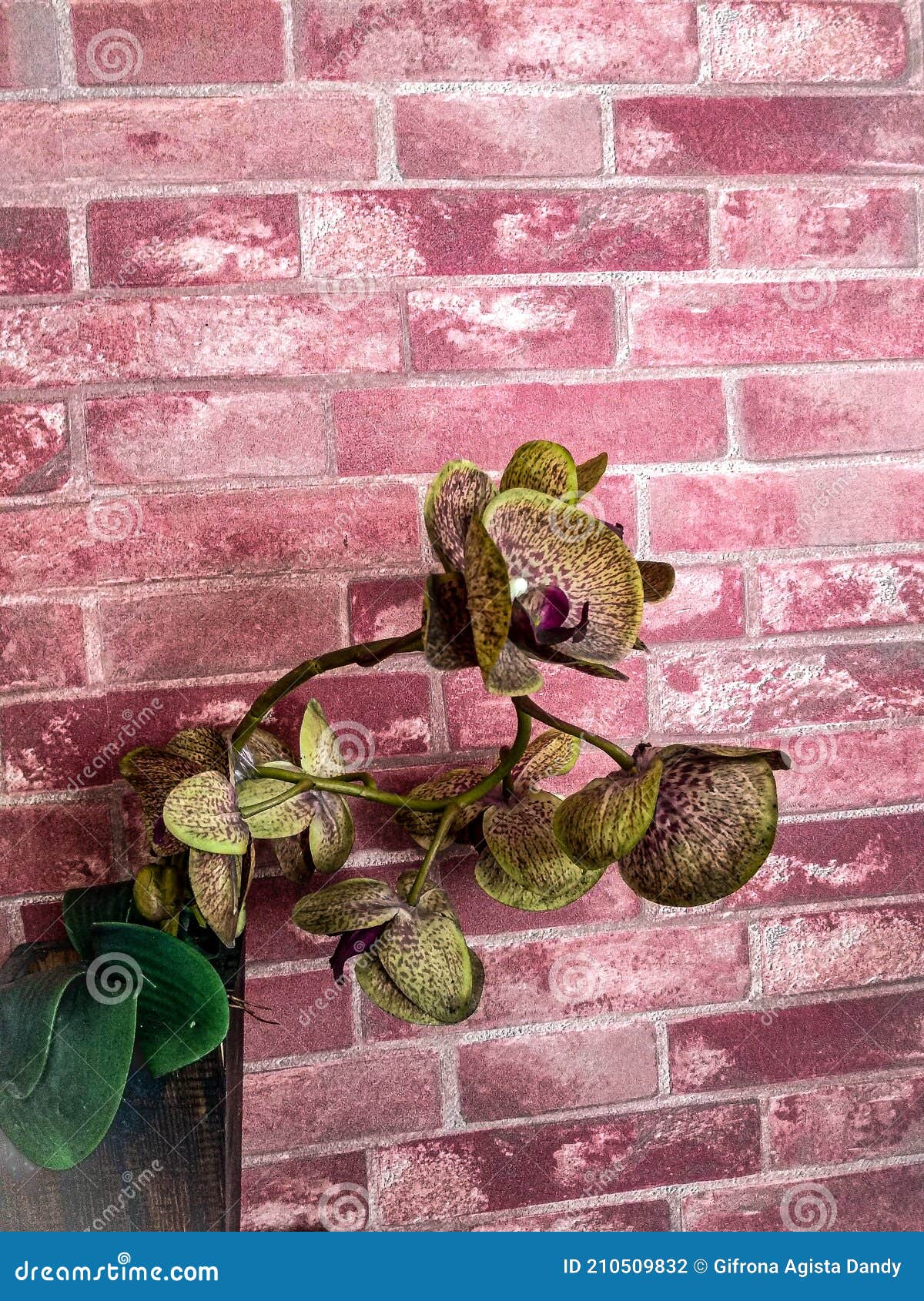 Gloomy Flower in Rainy Season Stock Photo - Image of season, rainy ...