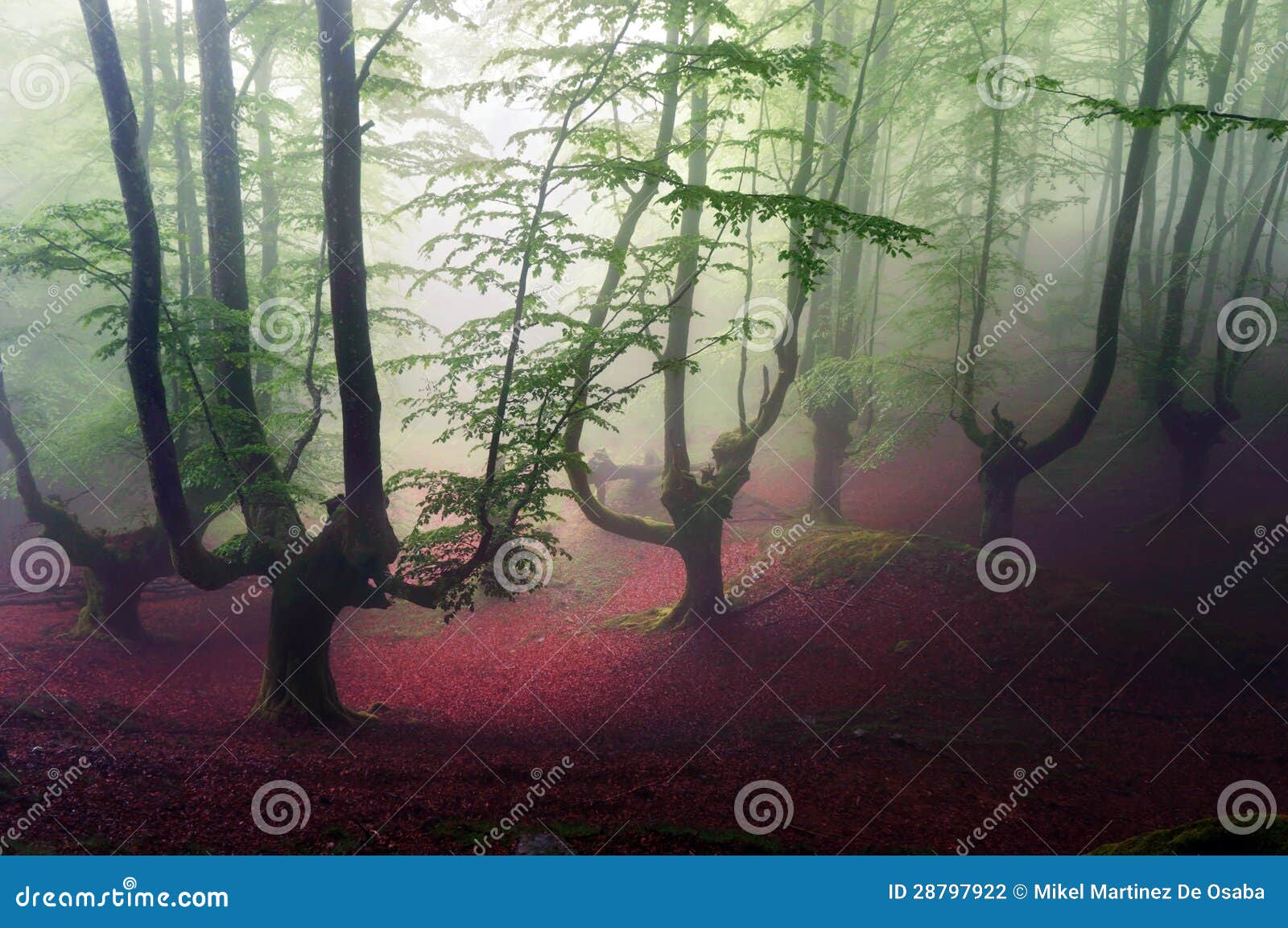Gloomy forest stock photo. Image of branch, leaves, mist - 28797922
