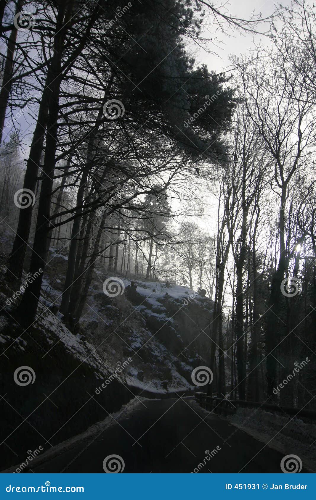 Gloomy Forest Stock Image - Image: 451931