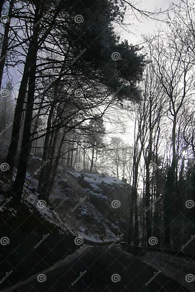 Gloomy Forest stock image. Image of december, bark, branch - 451931