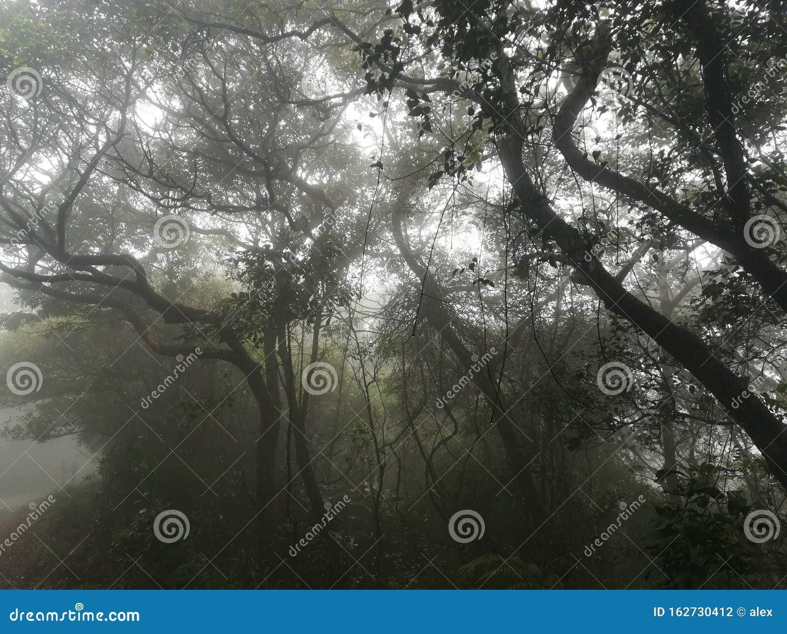 Gloomy forest stock photo. Image of gloomy, evening - 162730412