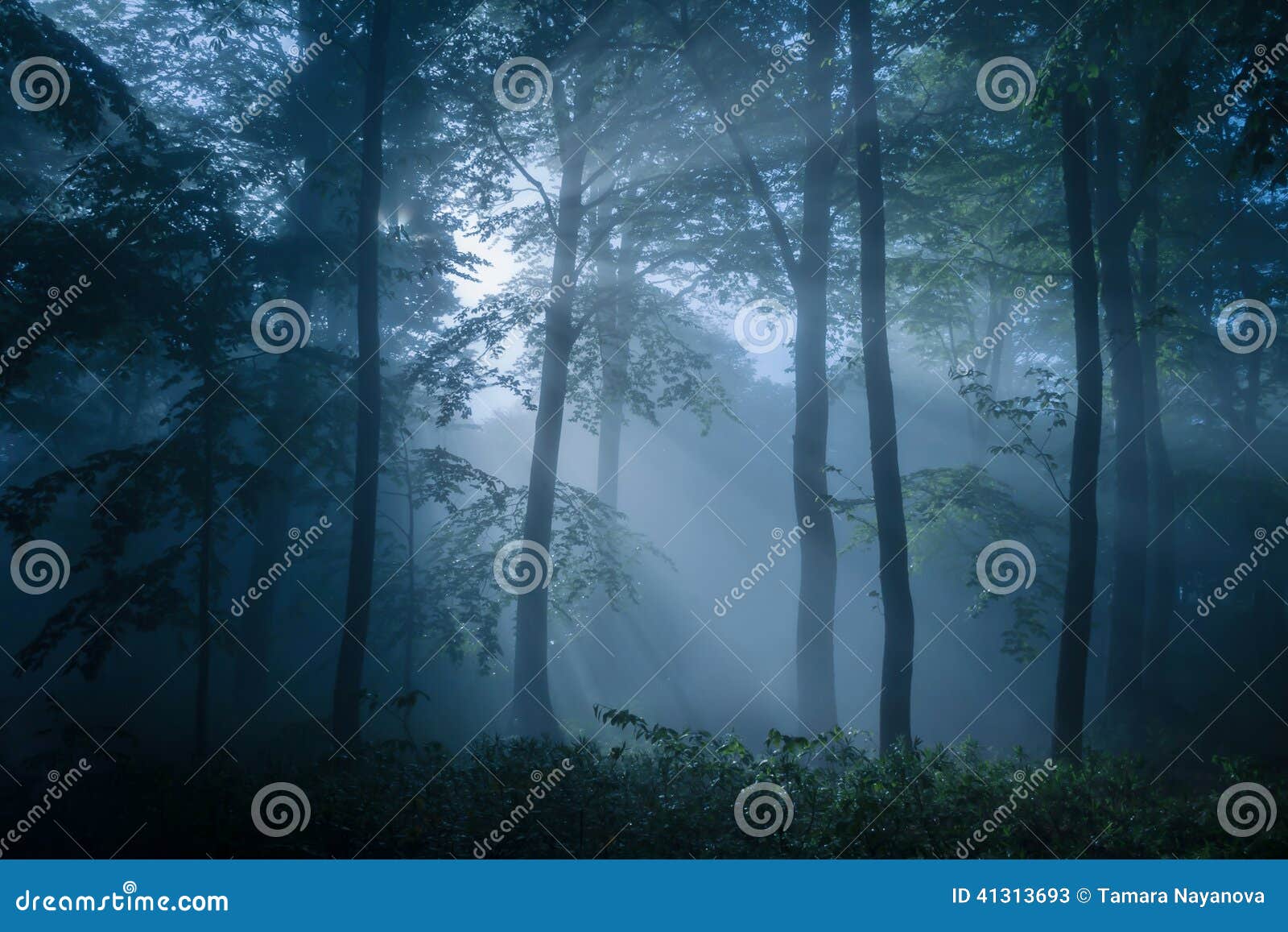 Gloomy Forest Filled with Dim Light Stock Image - Image of forest ...