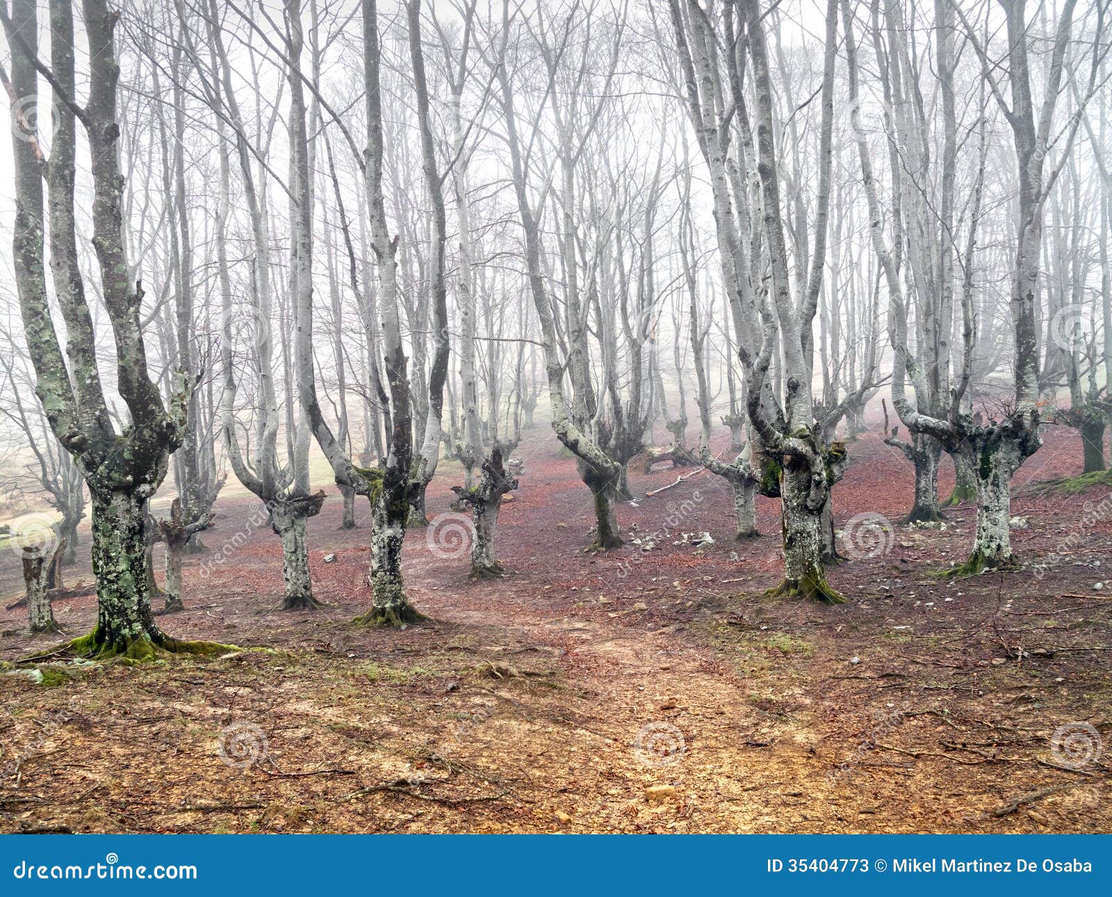 Gloomy Forest with Scary Trees Stock Image - Image of mystery, dark ...