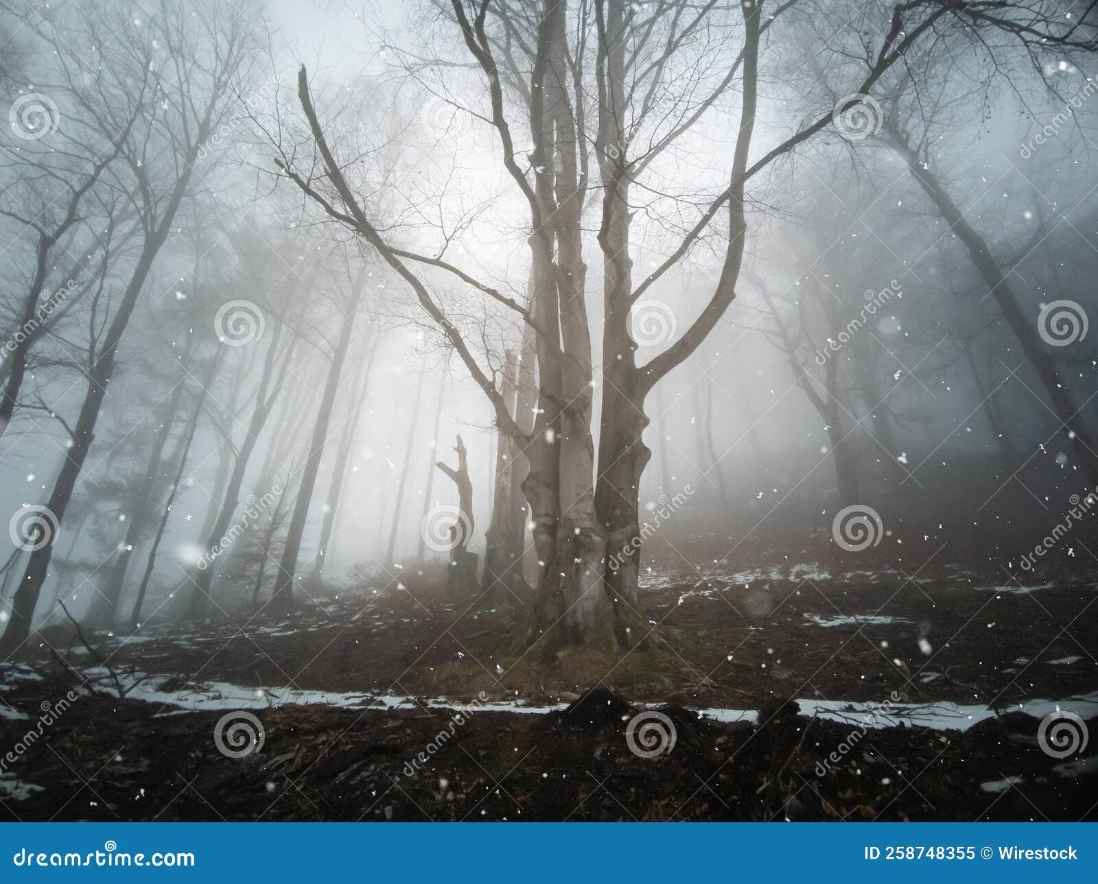 Gloomy Forest with Snow Falling Down on Leafless Trees on a Hill ...