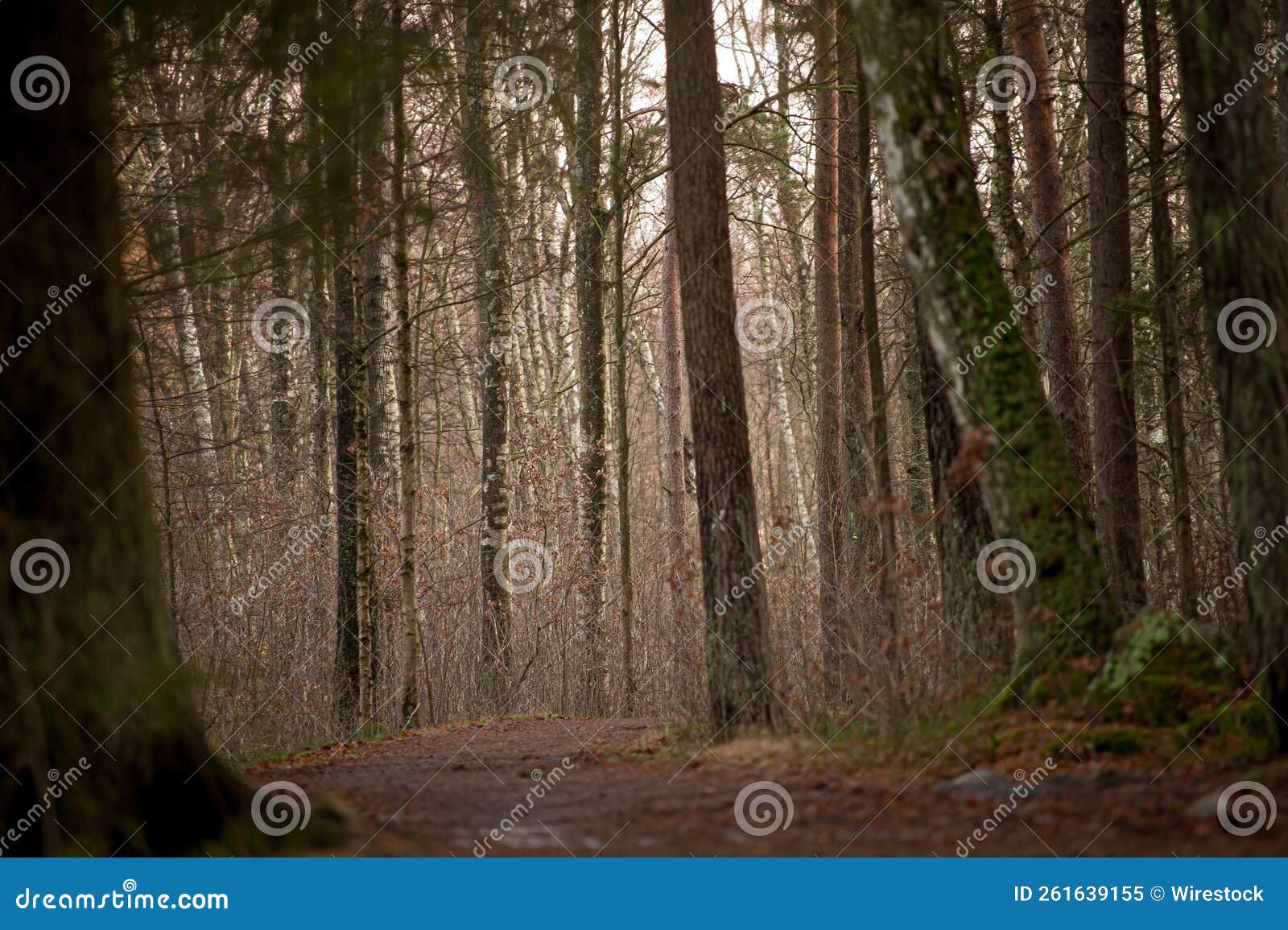 Gloomy Forest with Tall Trees Stock Image - Image of environment ...
