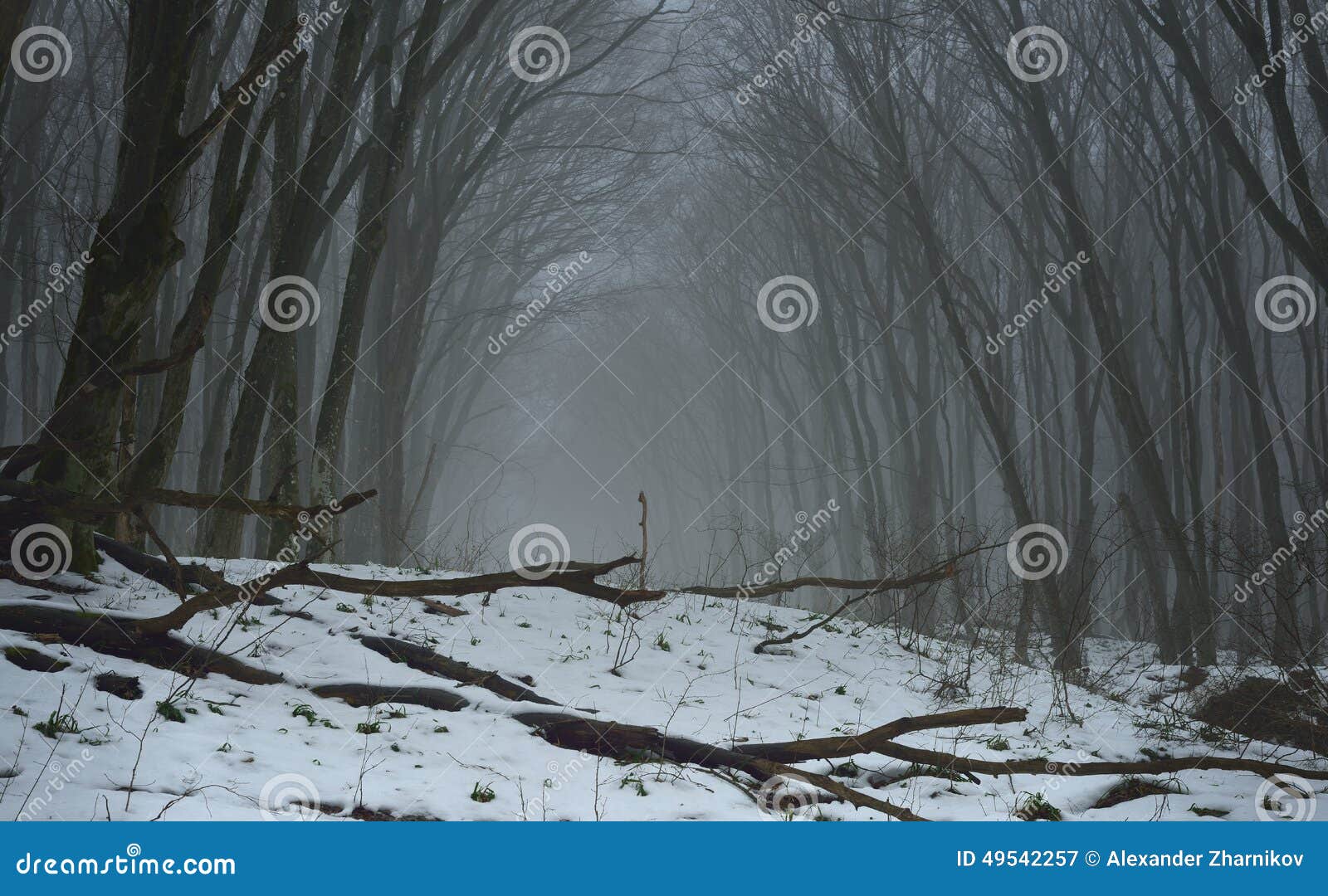 Gloomy forest stock image. Image of hornbeam, blue, foggy - 49542257