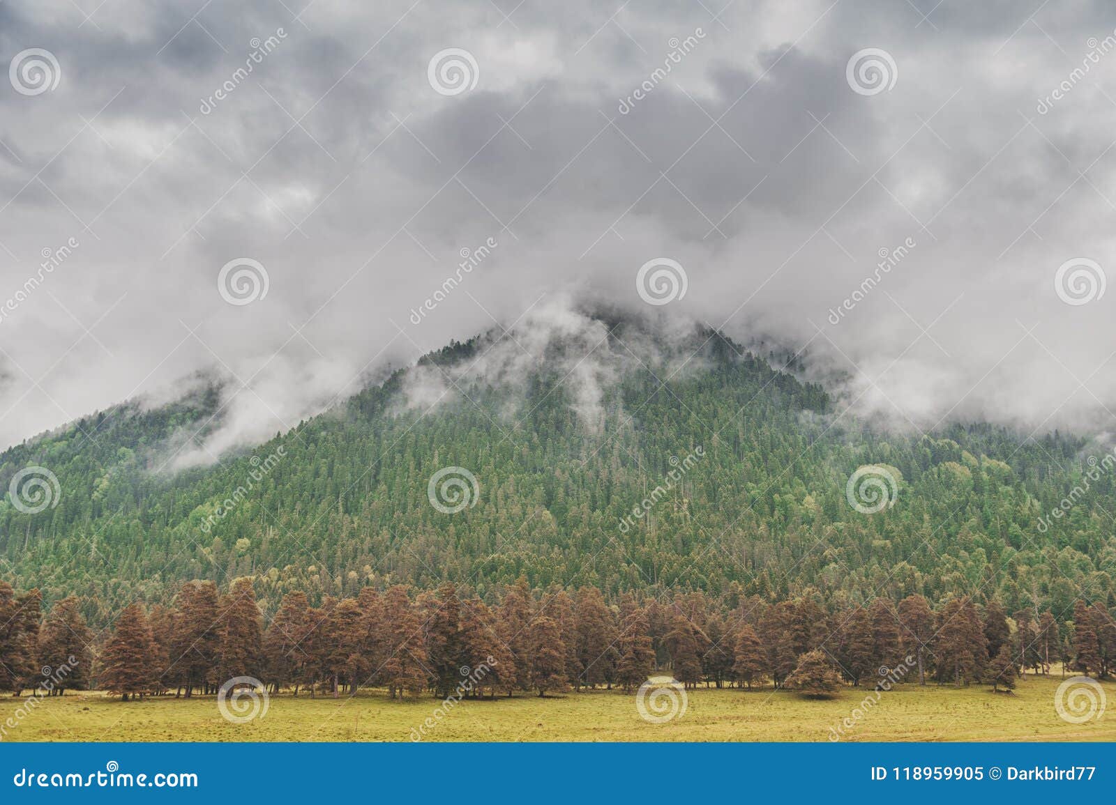 Gloomy Landscape with Mountains in Clouds and Forest Stock Image ...