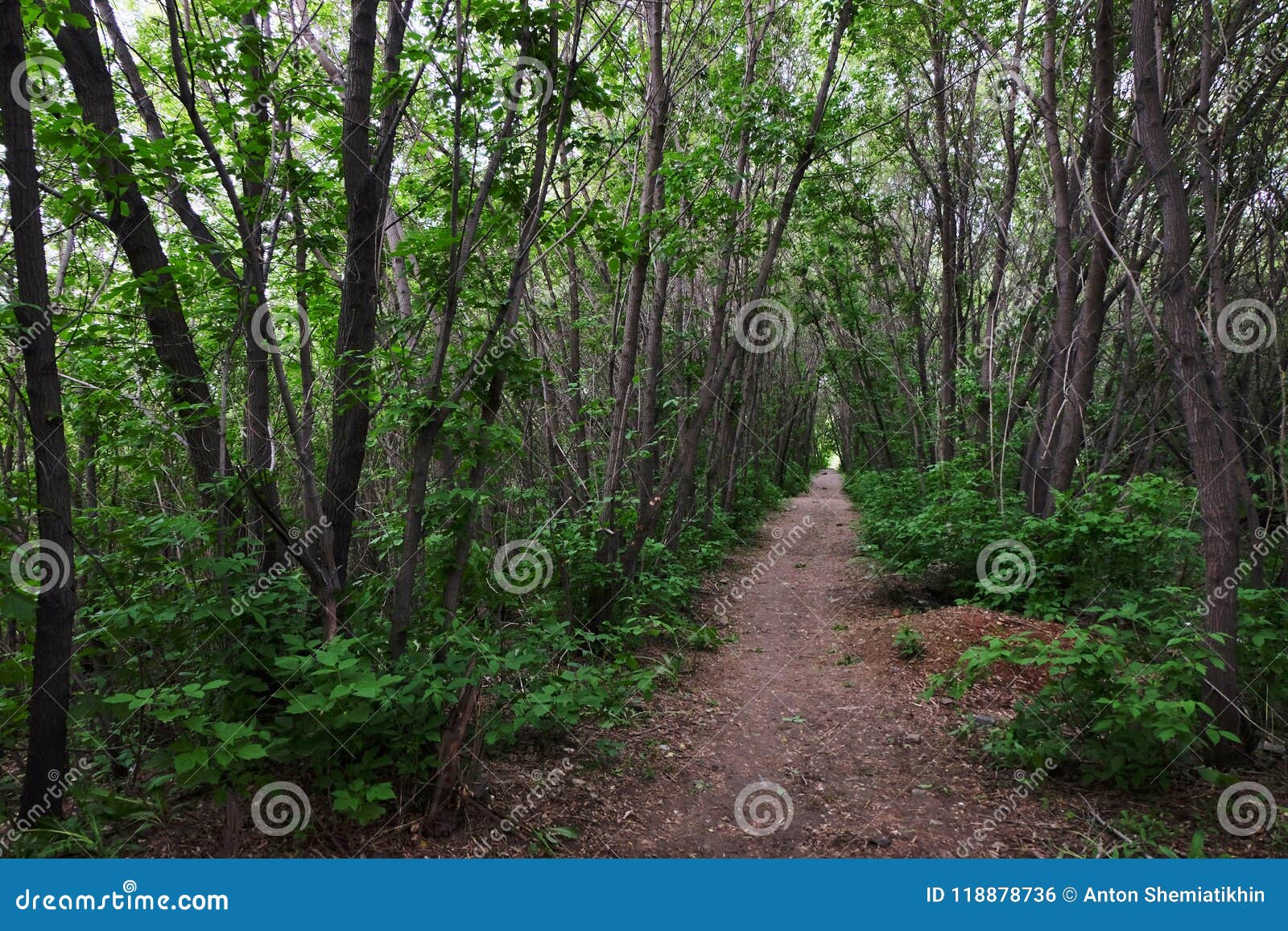 Narrow road among trees stock photo. Image of light - 118878736