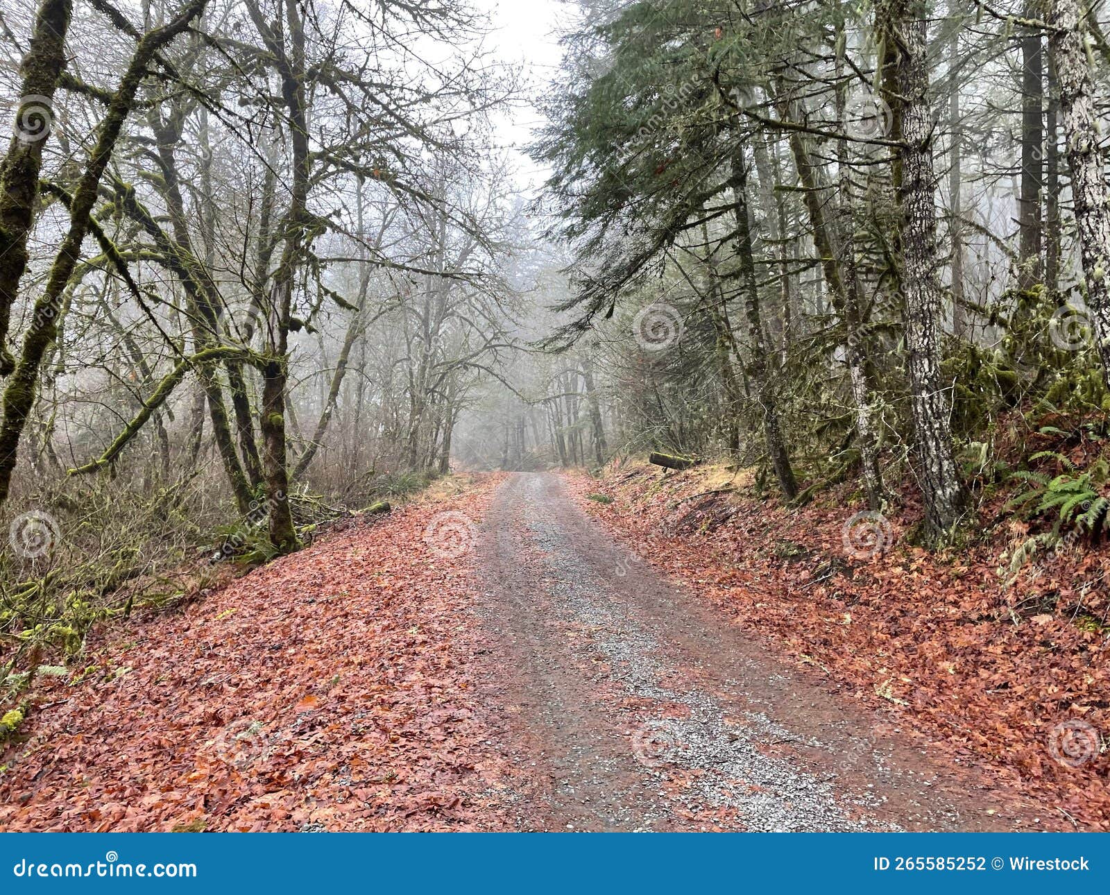 Gloomy Pathway in the Weathered Mossy Forest Stock Photo - Image of ...