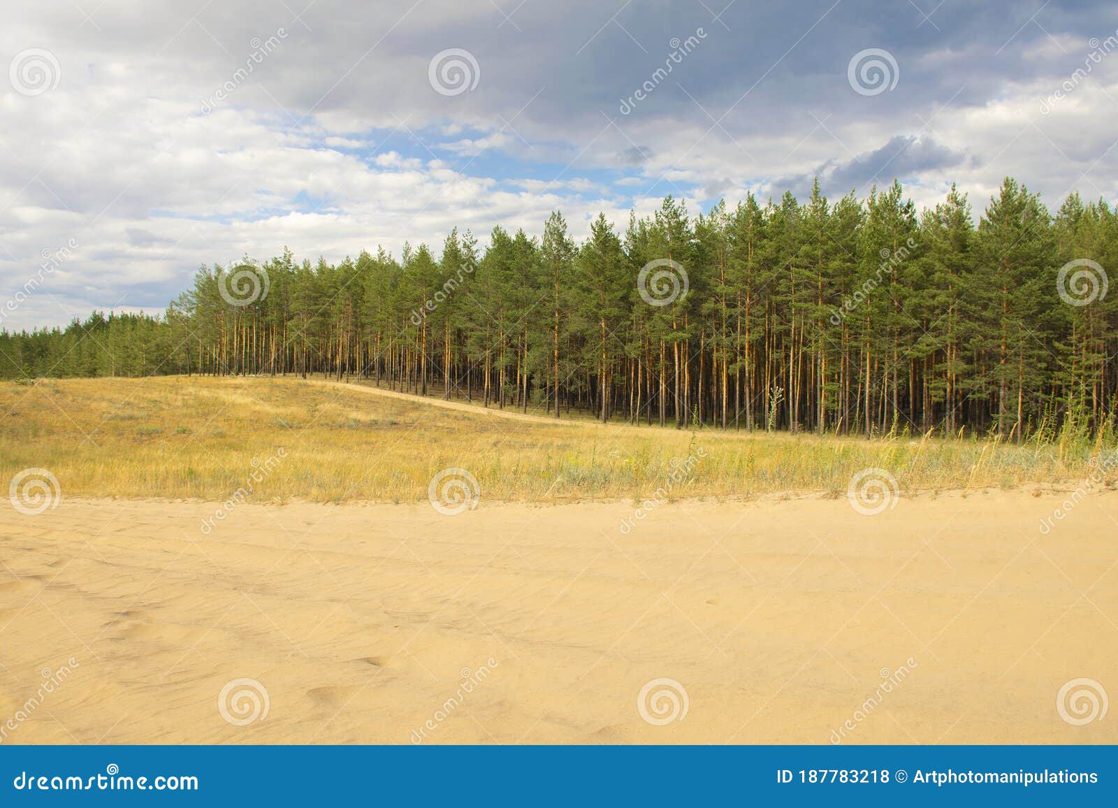 Gloomy Sky Over the Pine Forest. Sandy Clearing in the Forest Stock ...