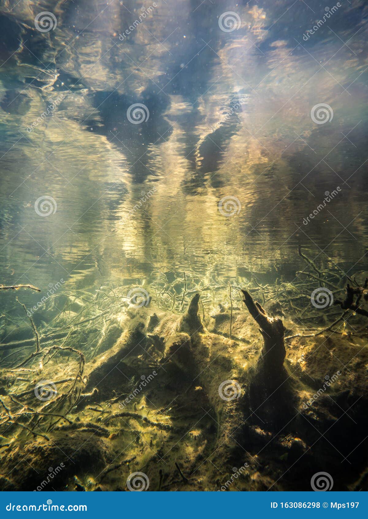 Gloomy Underwater View Of Sunken Trees Royalty-Free Stock Image ...