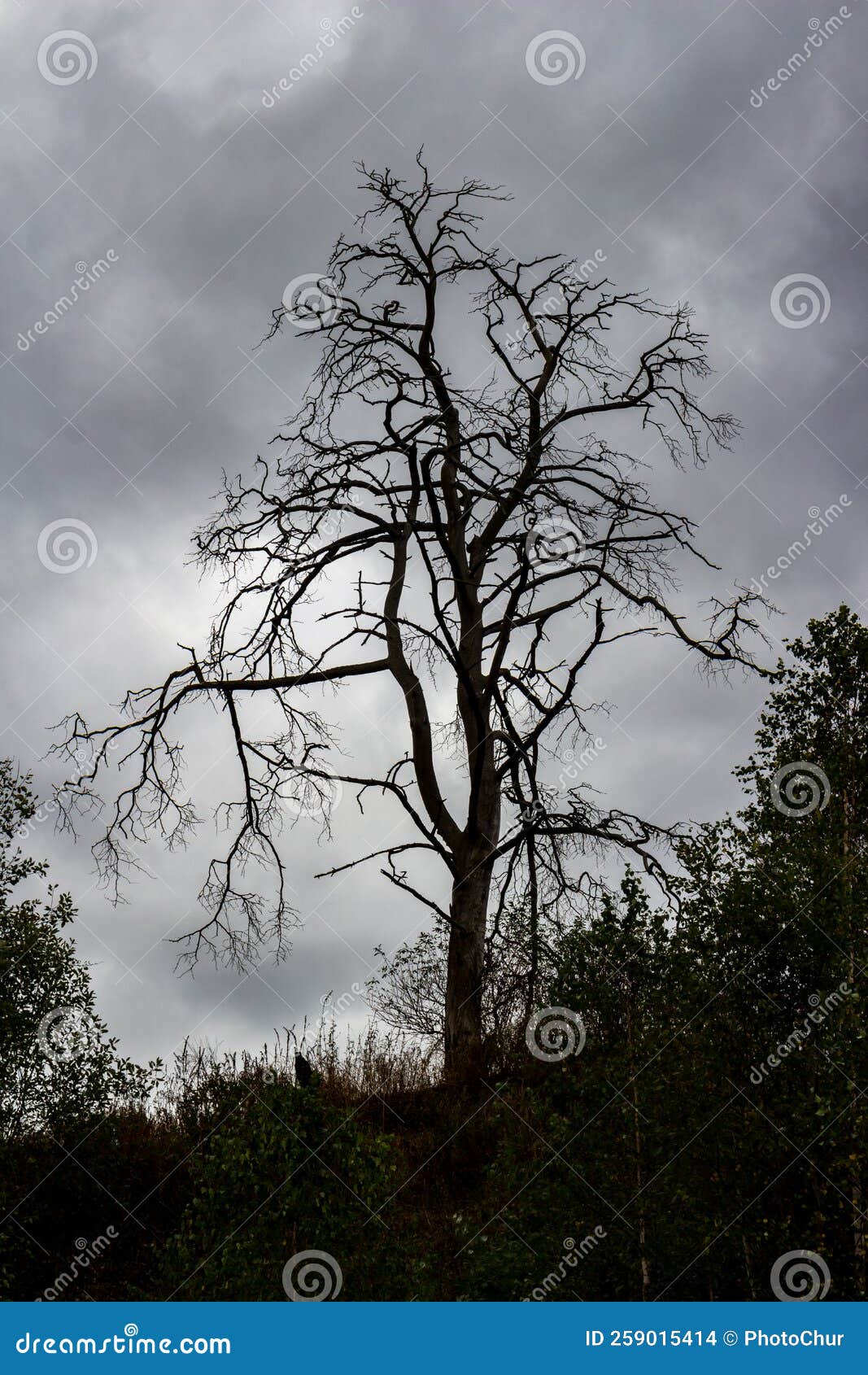 Gloomy View of a Withered Tree Against a Cloudy Sky Stock Photo - Image ...