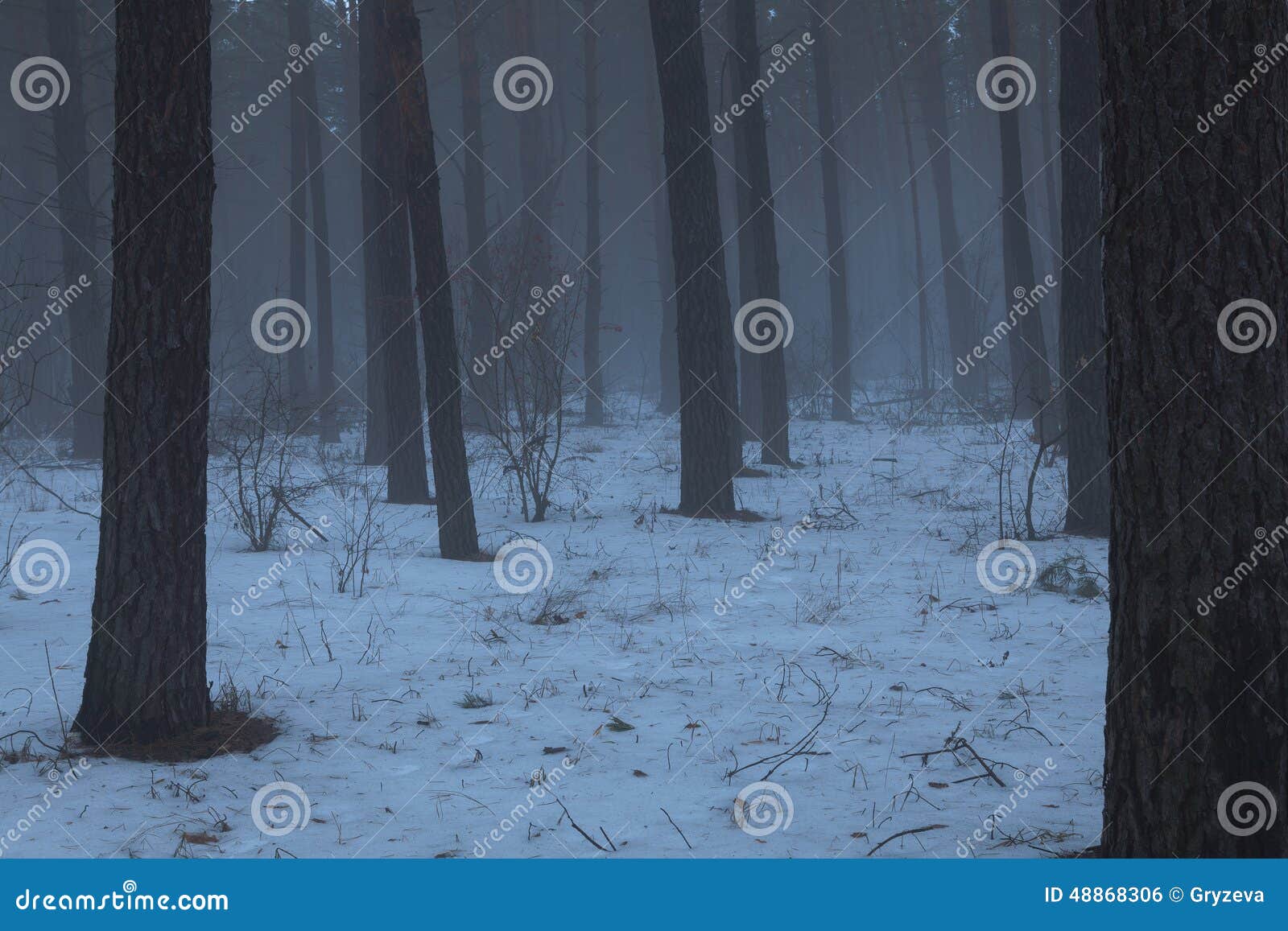 A Gloomy Winter Cold Forest, Mist Stock Photo - Image of tree, foggy ...