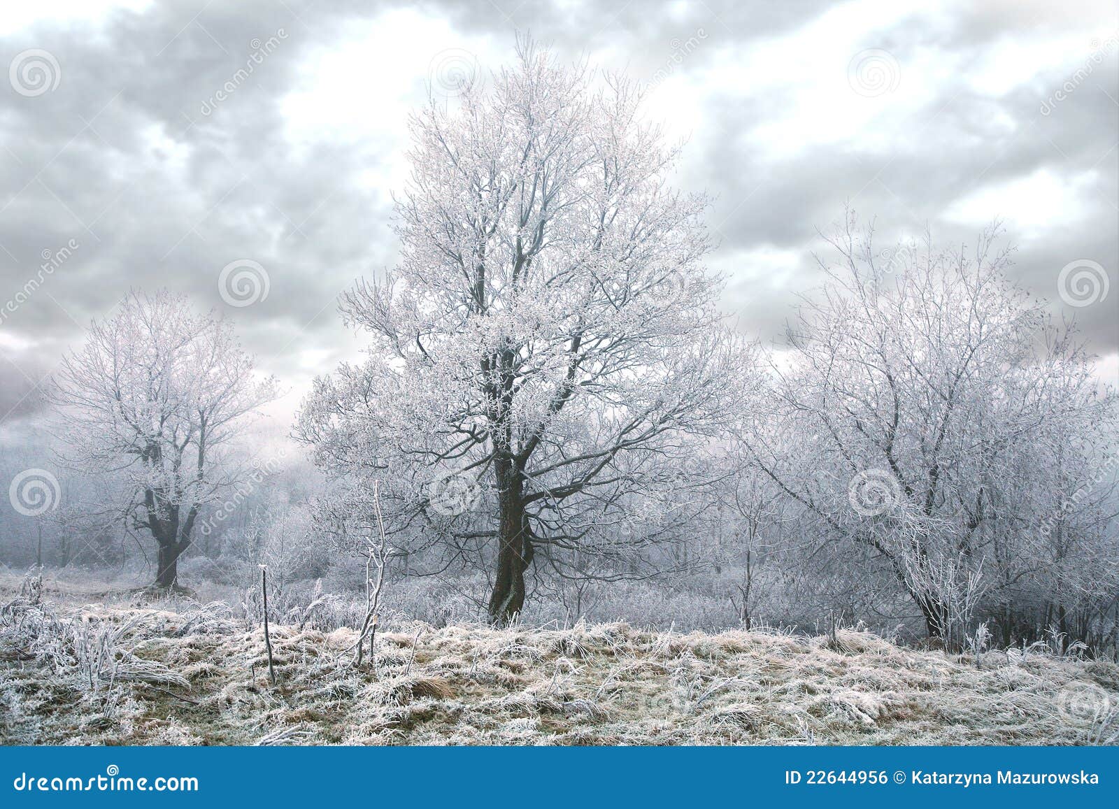 Gloomy winter day stock photo. Image of hoarfrost, frost - 22644956