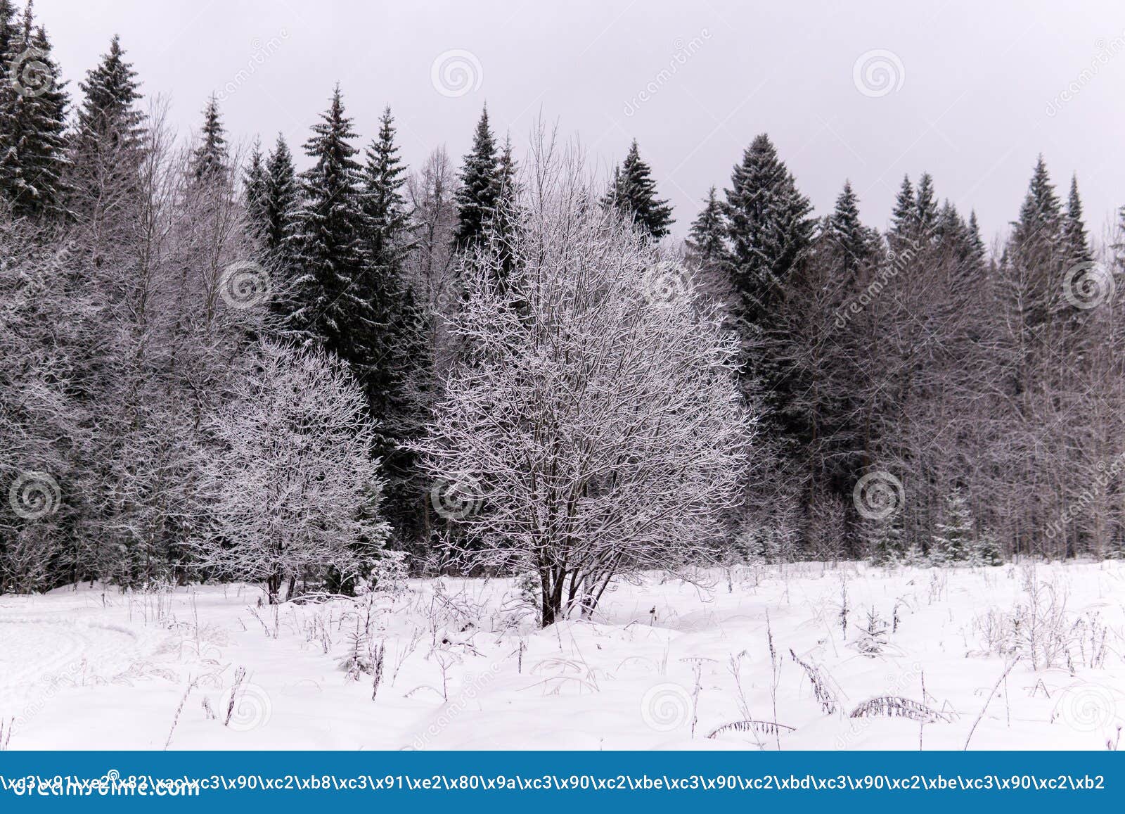 Gloomy Winter Landscape after Snowfall Stock Photo - Image of nature ...