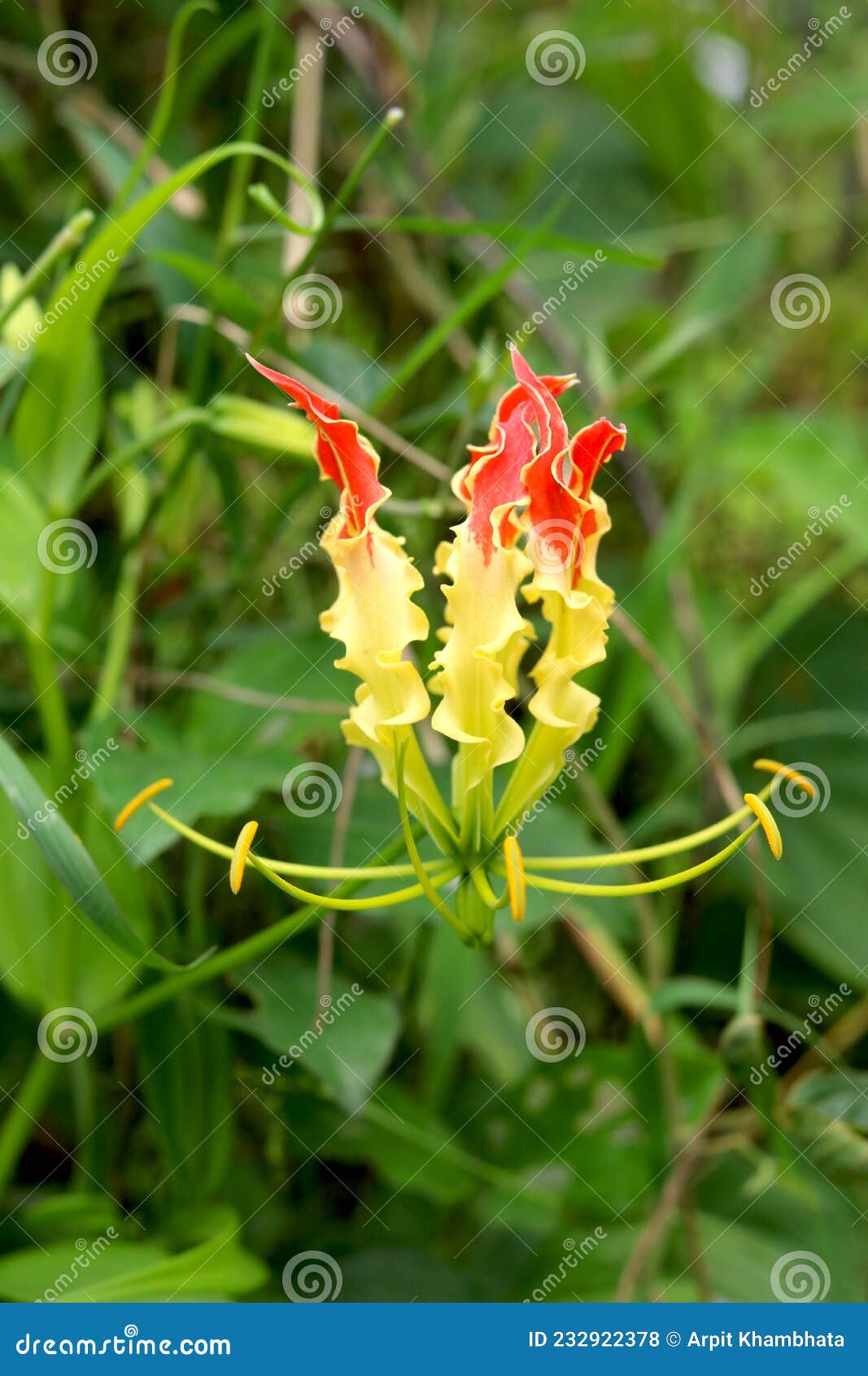 Gloriosa Genus Flower - Image Stock Photo - Image of closeup, isolated ...