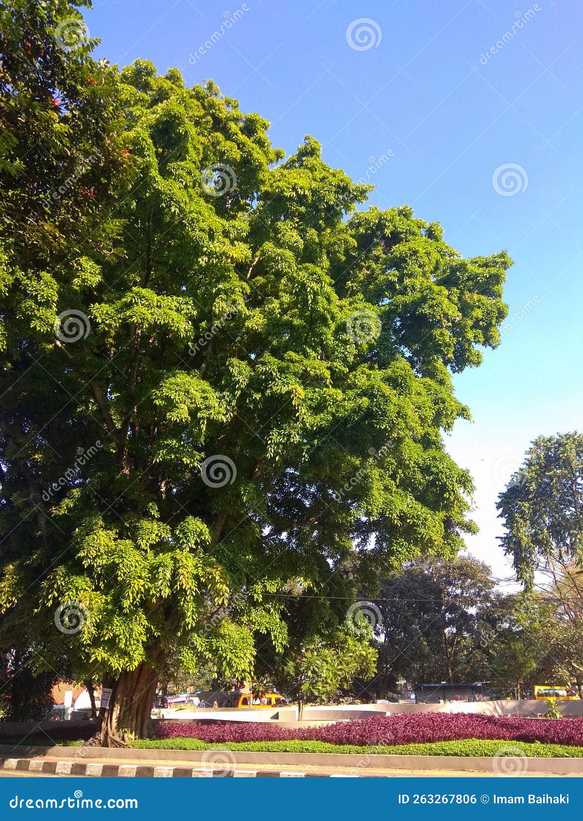 Glorious Banyan Tree stock photo. Image of glorious - 263267806