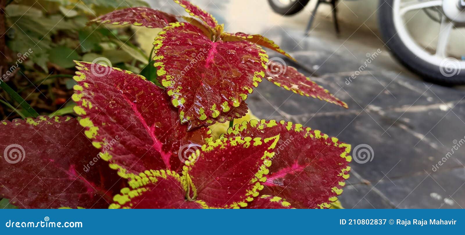 Flower Faboulas Stock Photos - Free & Royalty-Free Stock Photos from ...