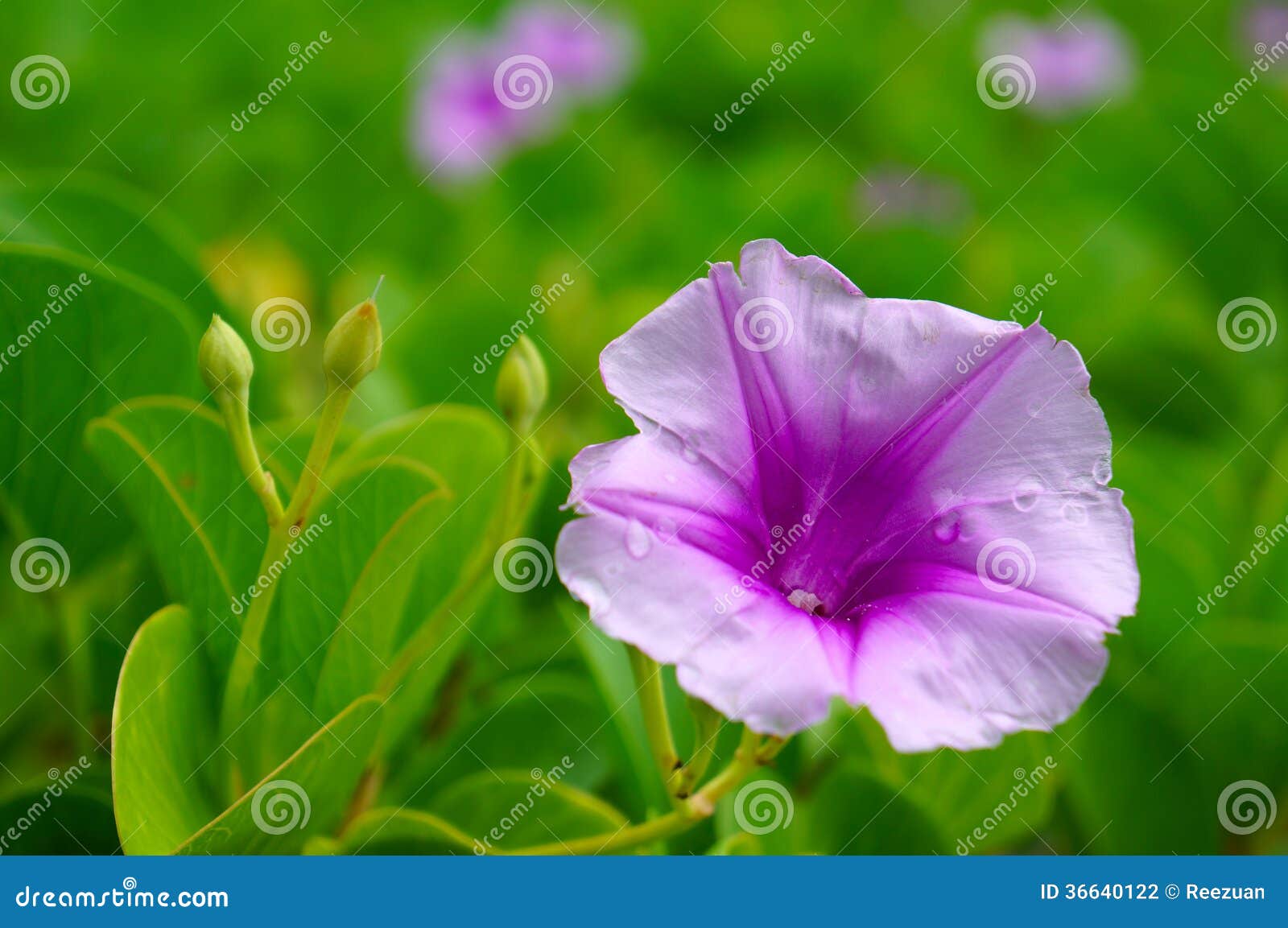 Glorious morning glory stock photo. Image of nature, sunlight - 36640122