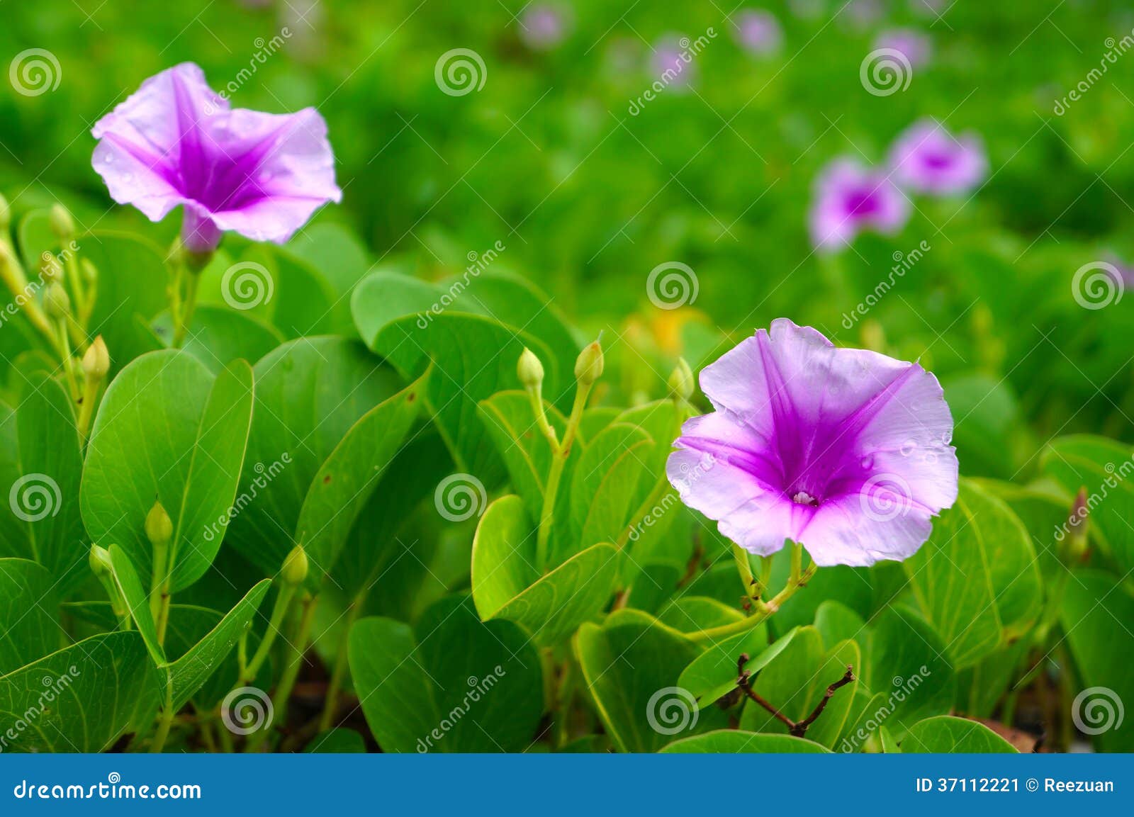 Glorious morning glory stock image. Image of outdoors - 37112221