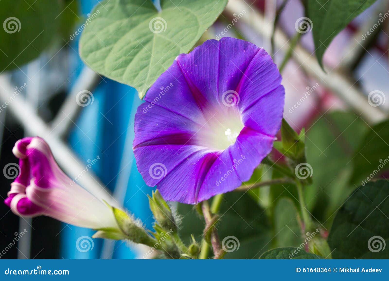 Glorious morning stock photo. Image of flora, bloom, floral - 61648364