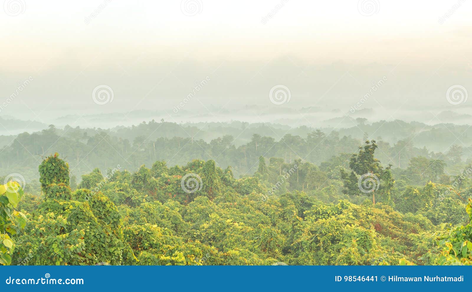 Glorious Morning in the Hilly Forest Stock Image - Image of leaves ...