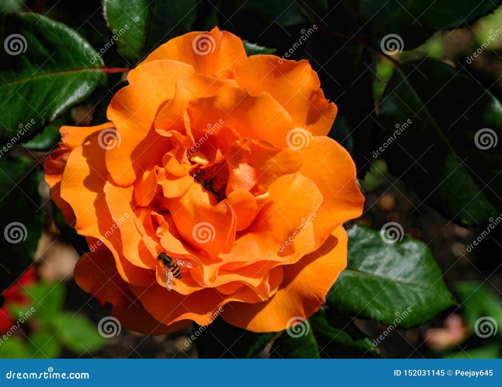Glorious Orange Rose stock image. Image of stillife - 152031145