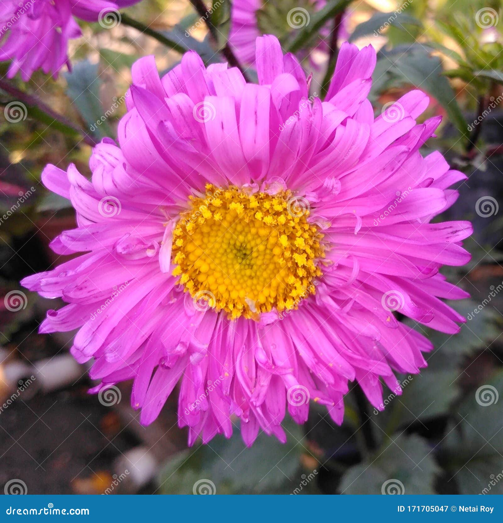 Glorious Pink Aster Flower Bloom Stock Image - Image of pink, glorious ...