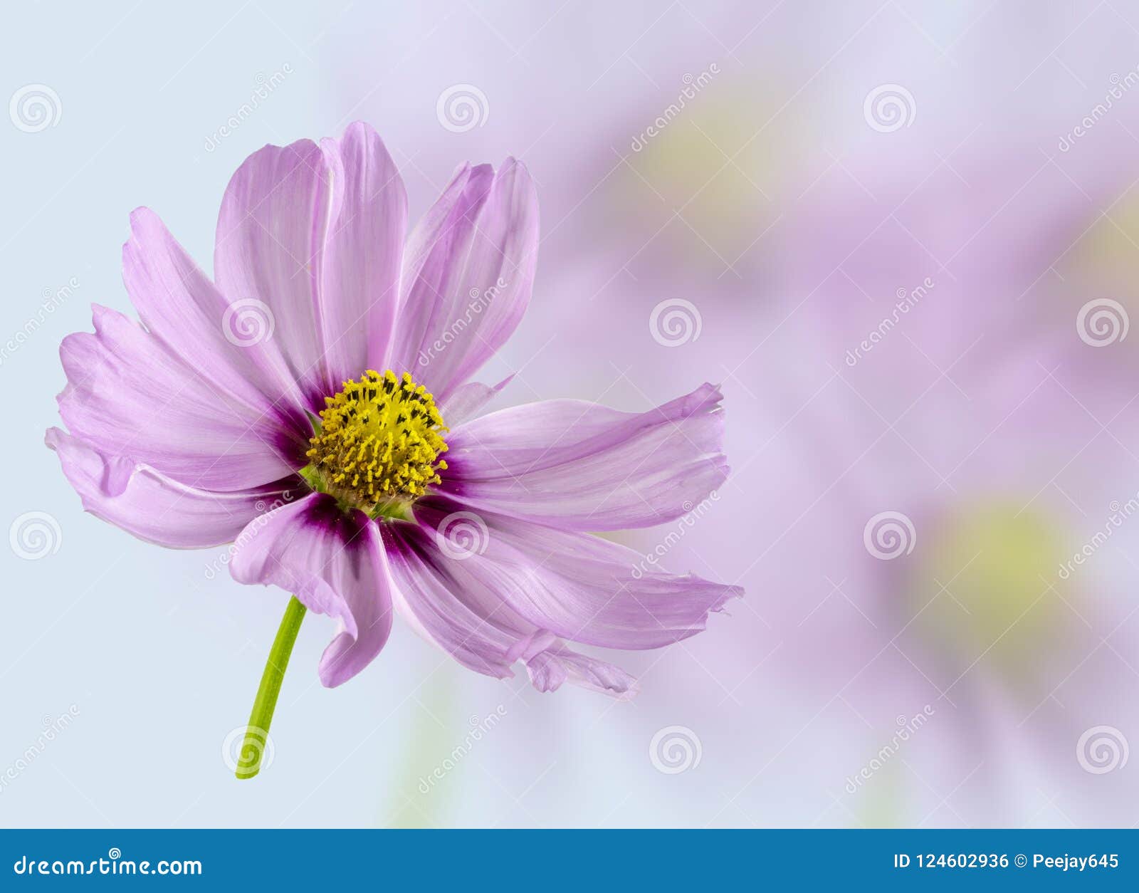Glorious purple cosmos stock photo. Image of gardens - 124602936