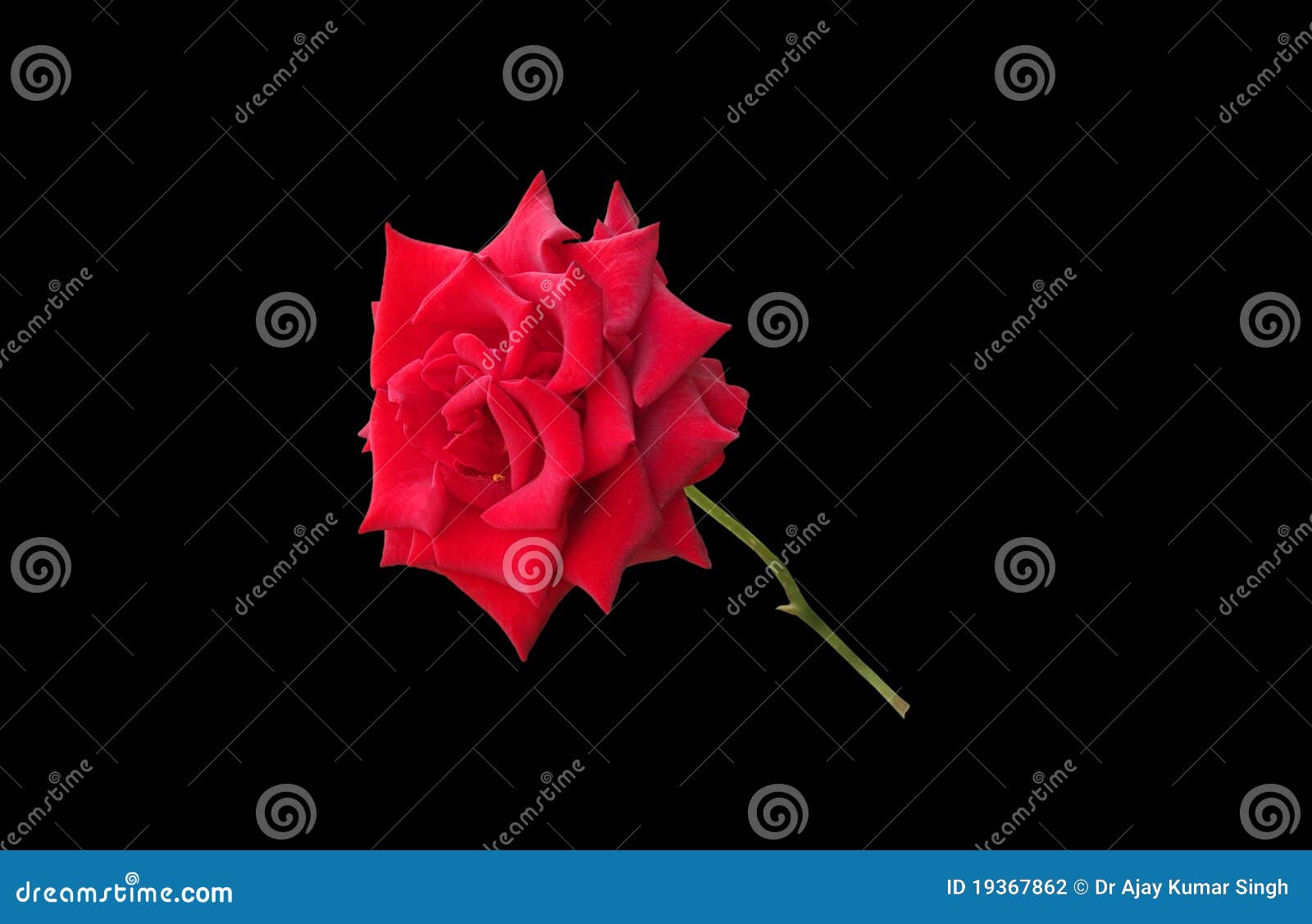 Glorious Red Rose Isolated on Black Stock Photo - Image of gulab ...