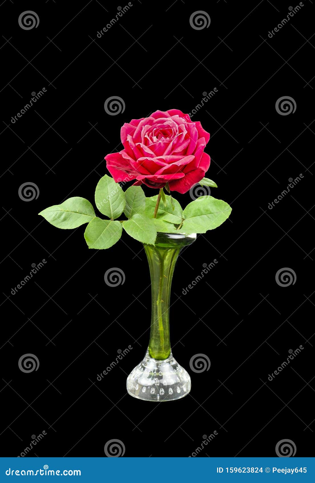 Glorious Red Rose stock photo. Image of fineart, glass - 159623824