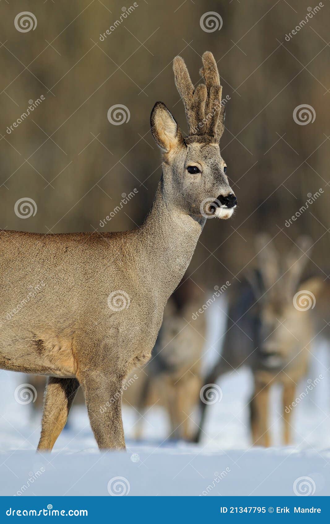 Glorious roebuck stock image. Image of buck, winter, animal - 21347795