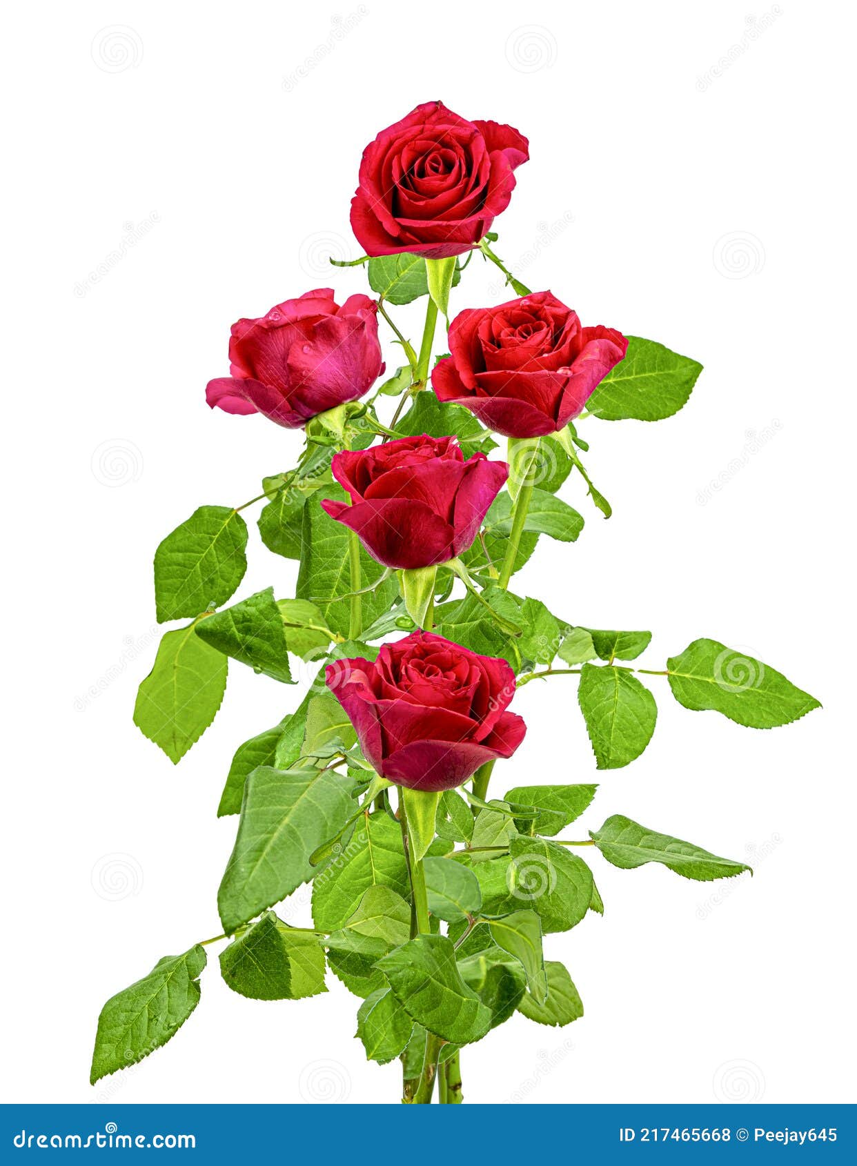 Glorious ruby red roses stock photo. Image of bunch - 217465668