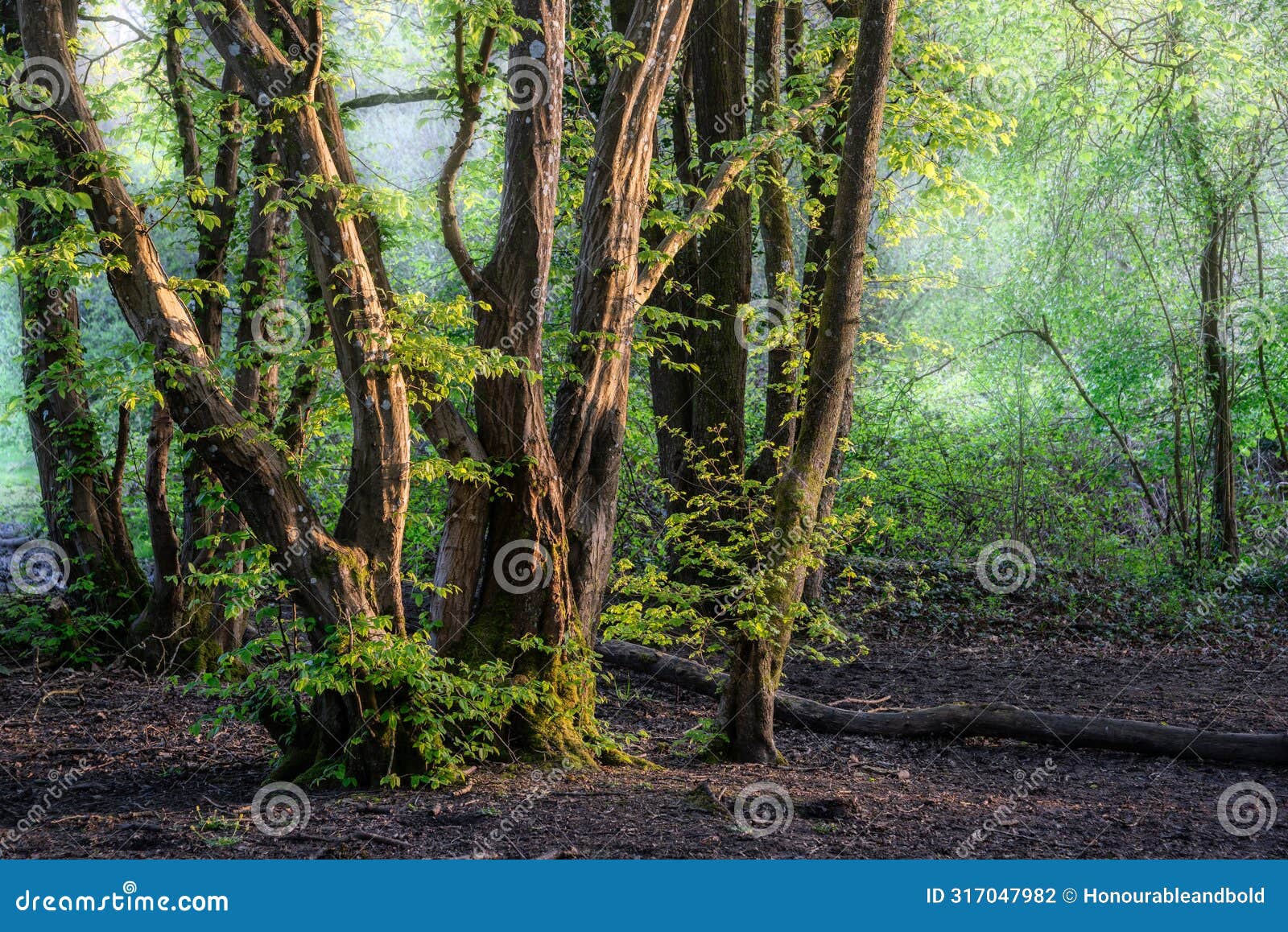Glorious Spring Morning Glow Landscape Image of Forest with Side Light ...