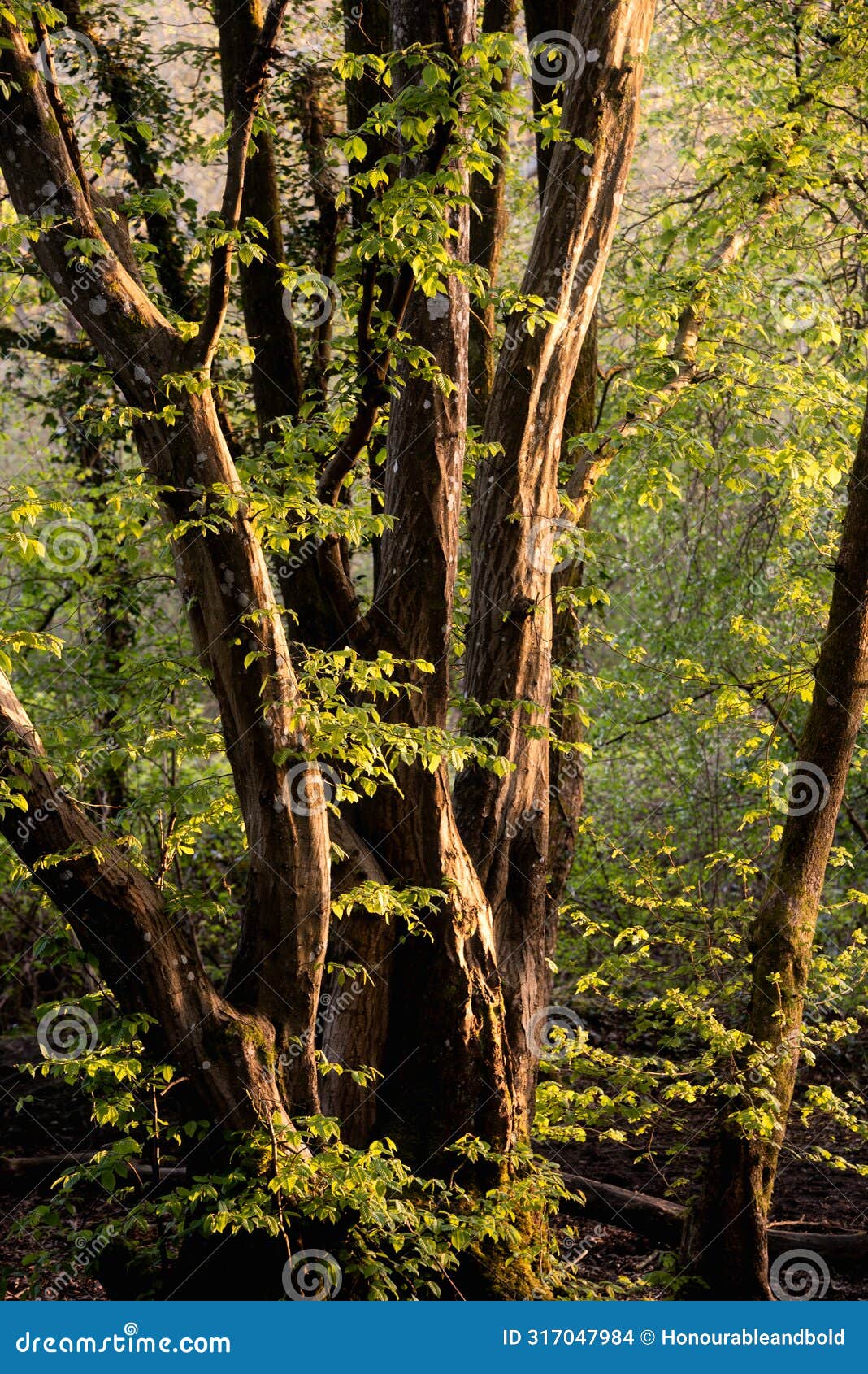 Glorious Spring Morning Glow Landscape Image of Forest with Side Light ...