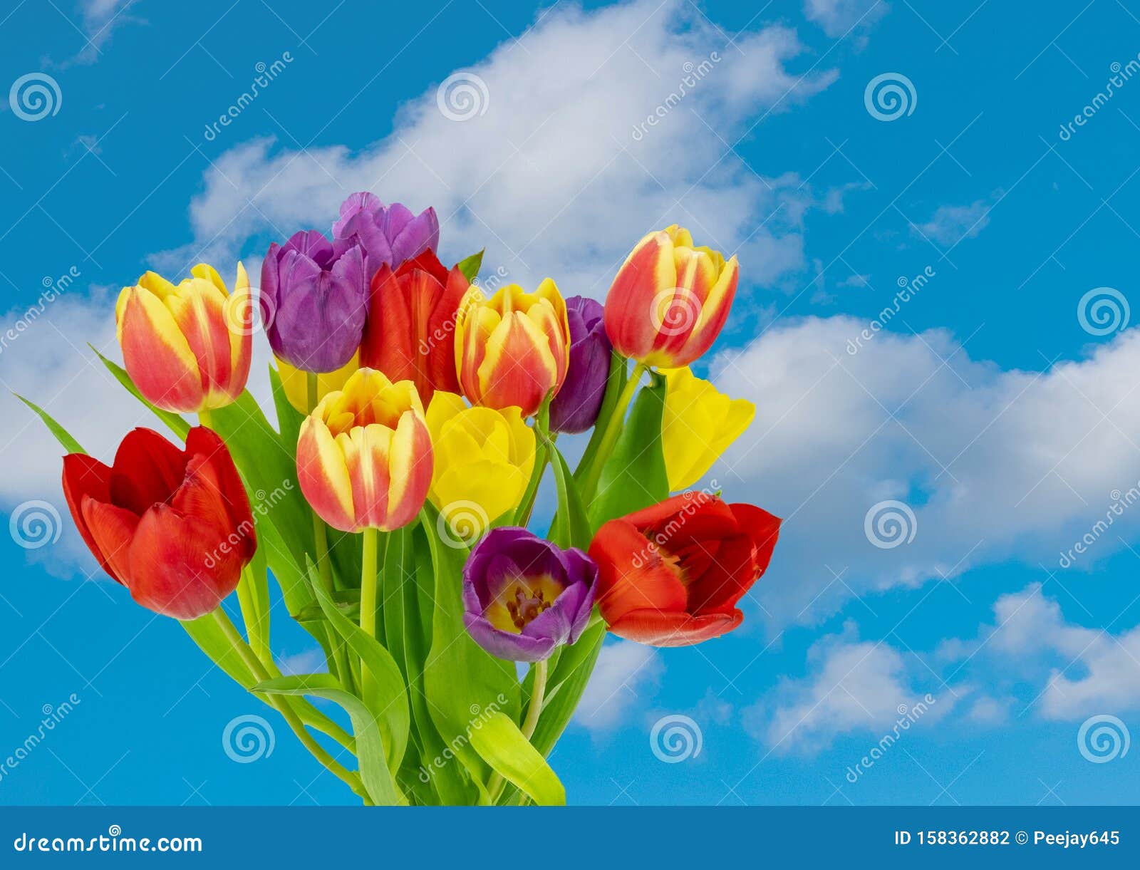 Glorious Spring Tulips on Blue Sky Stock Photo - Image of blue, yellow ...