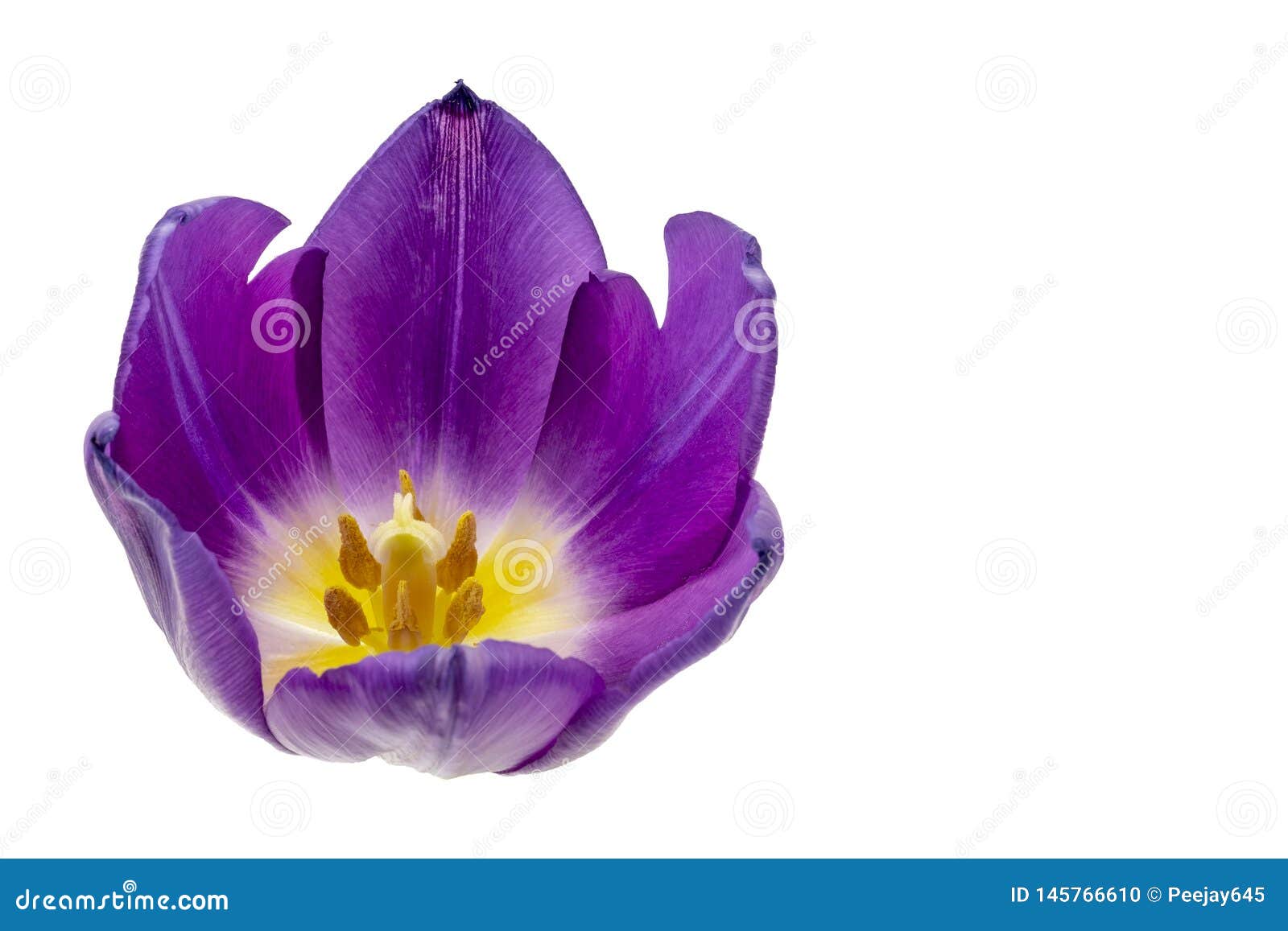 Glorious Spring tulips stock photo. Image of view, isolated - 145766610