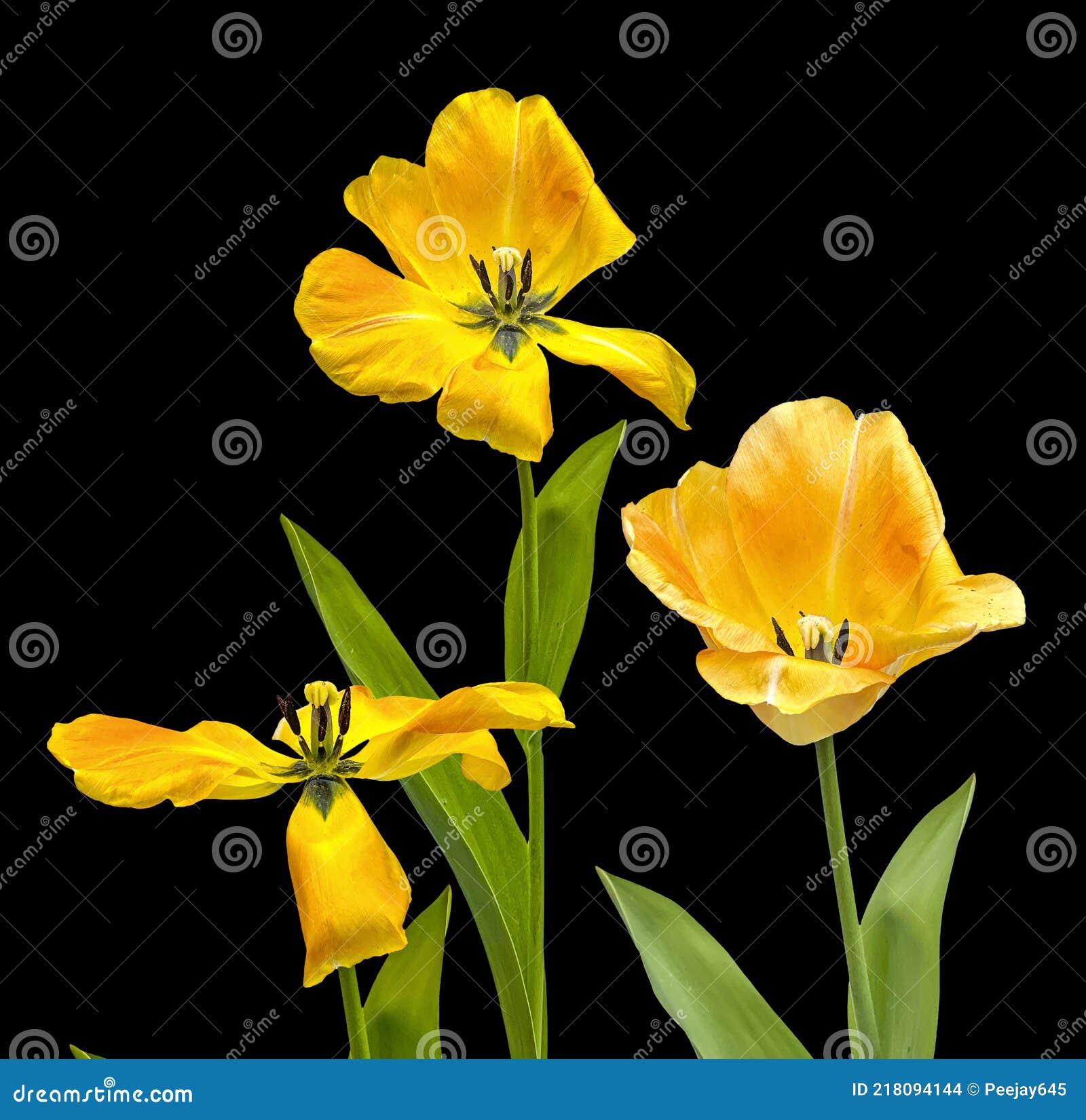 Glorious springtime tulips stock photo. Image of springtime - 218094144