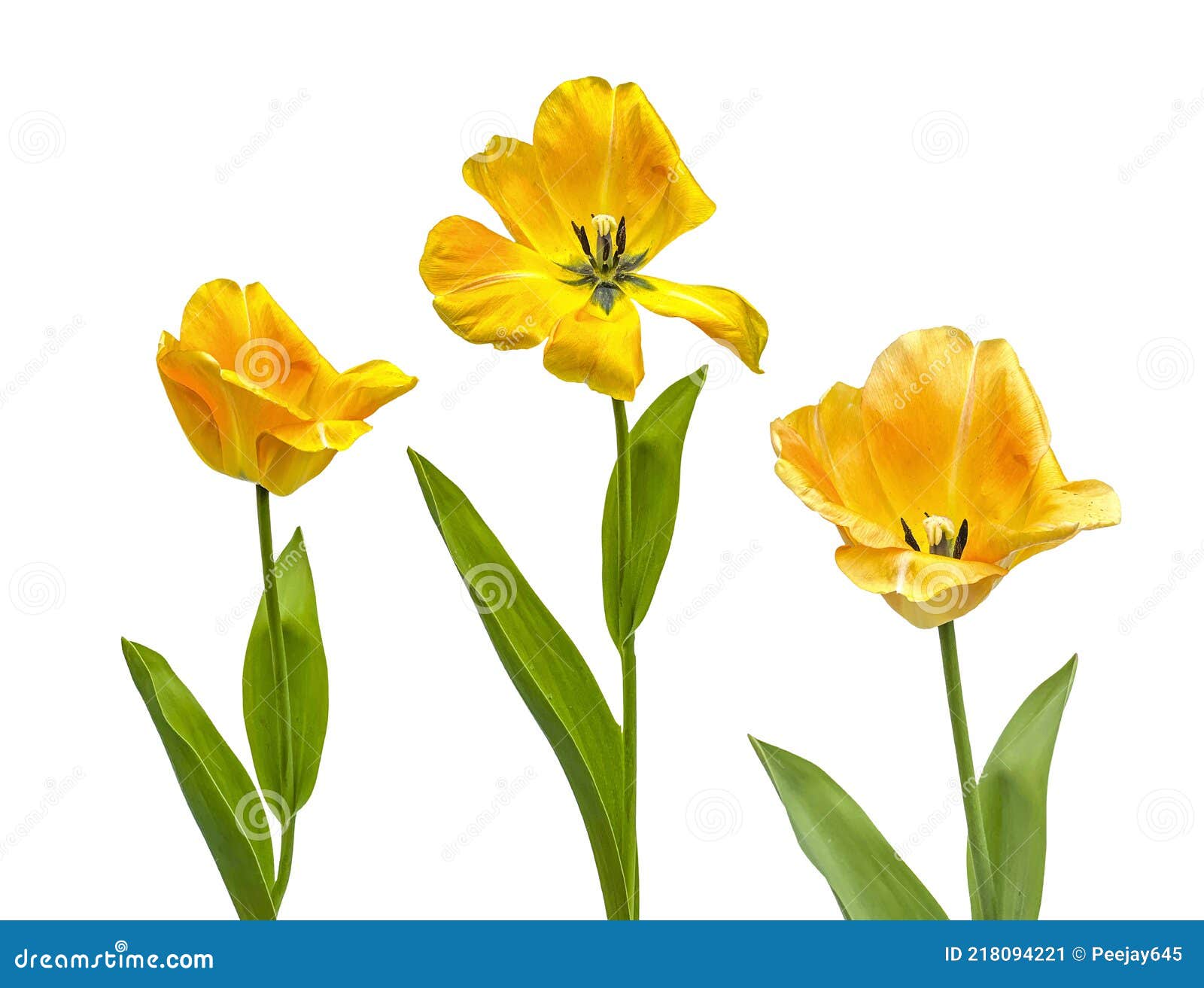 Glorious springtime tulips stock image. Image of glorious - 218094221