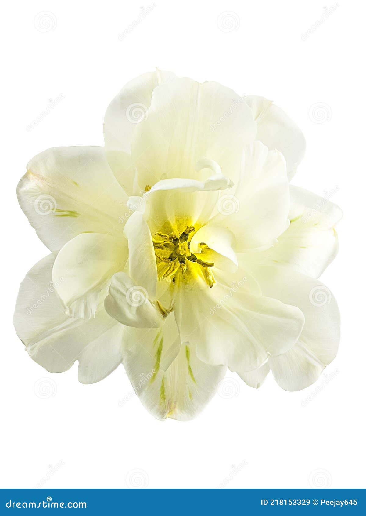 Glorious springtime tulips stock image. Image of objects - 218153329