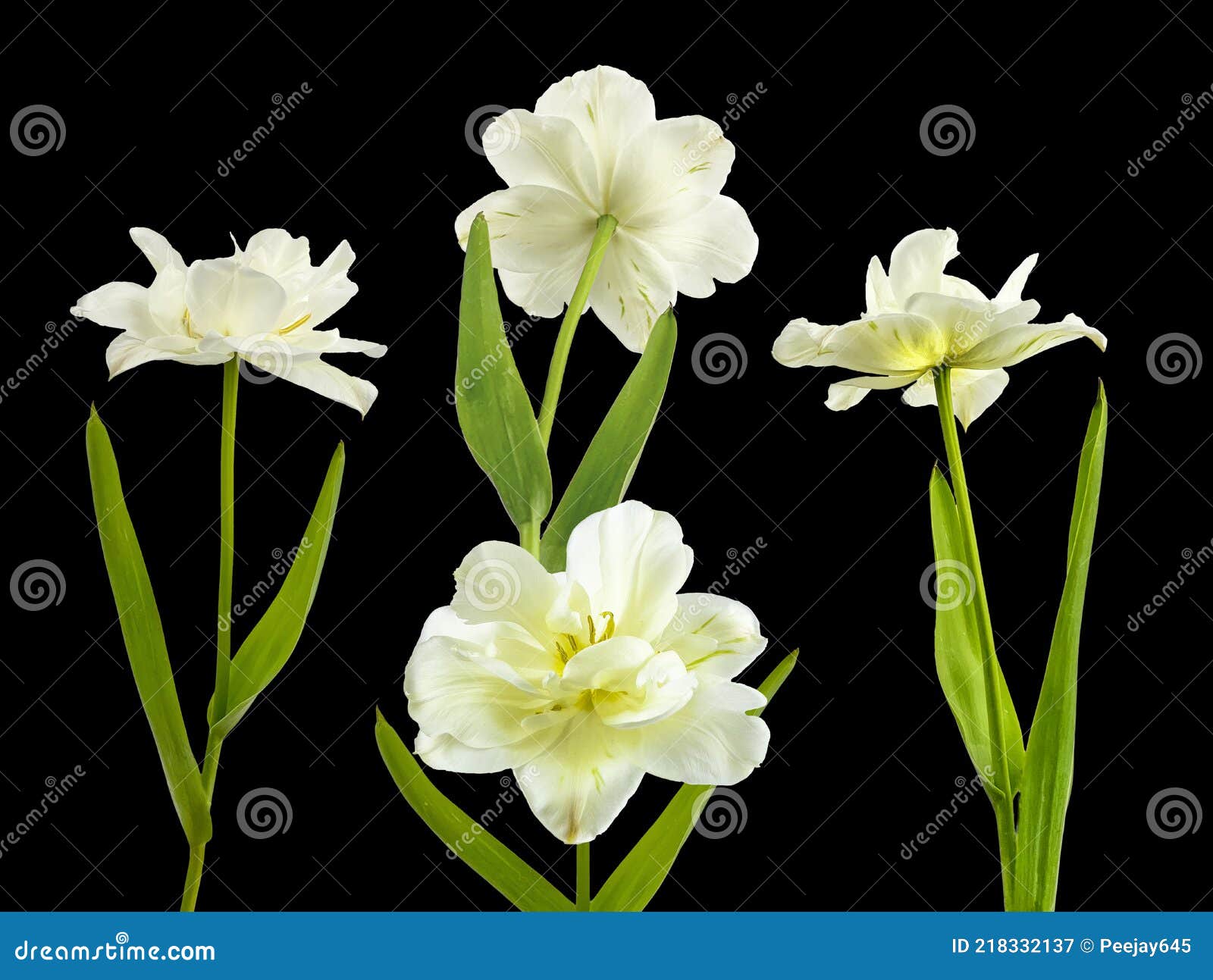 Glorious springtime tulips stock image. Image of flowers - 218332137