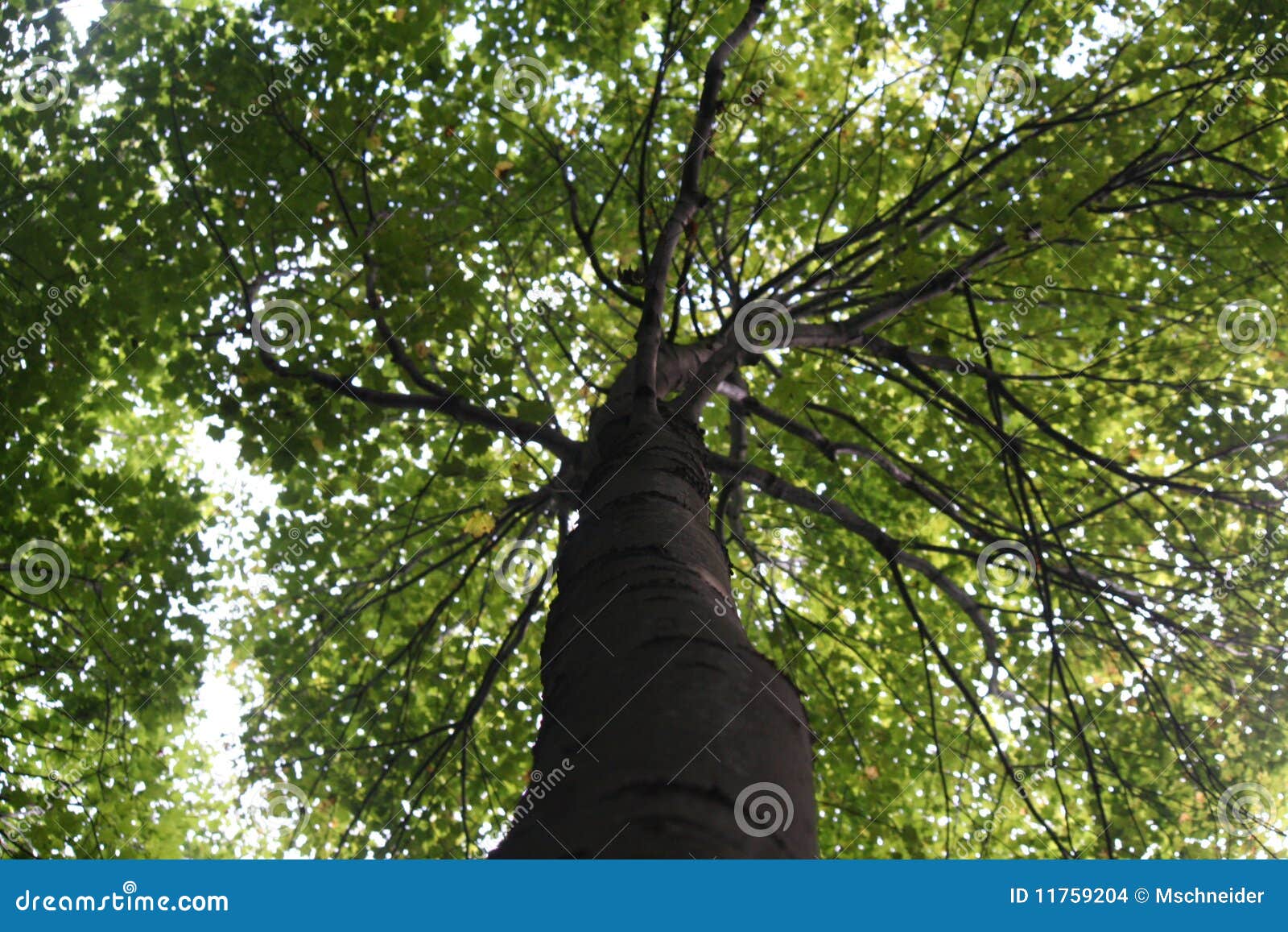 Glorious Tree stock photo. Image of green, tree, sprig - 11759204