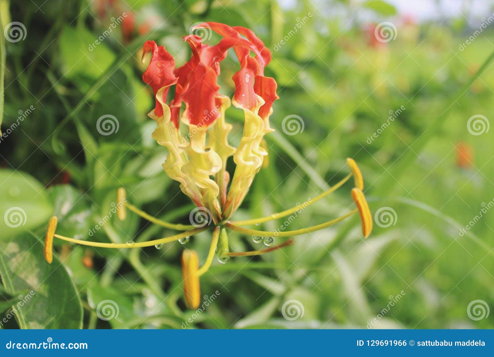 Gloriousa Stock Photos - Free & Royalty-Free Stock Photos from Dreamstime