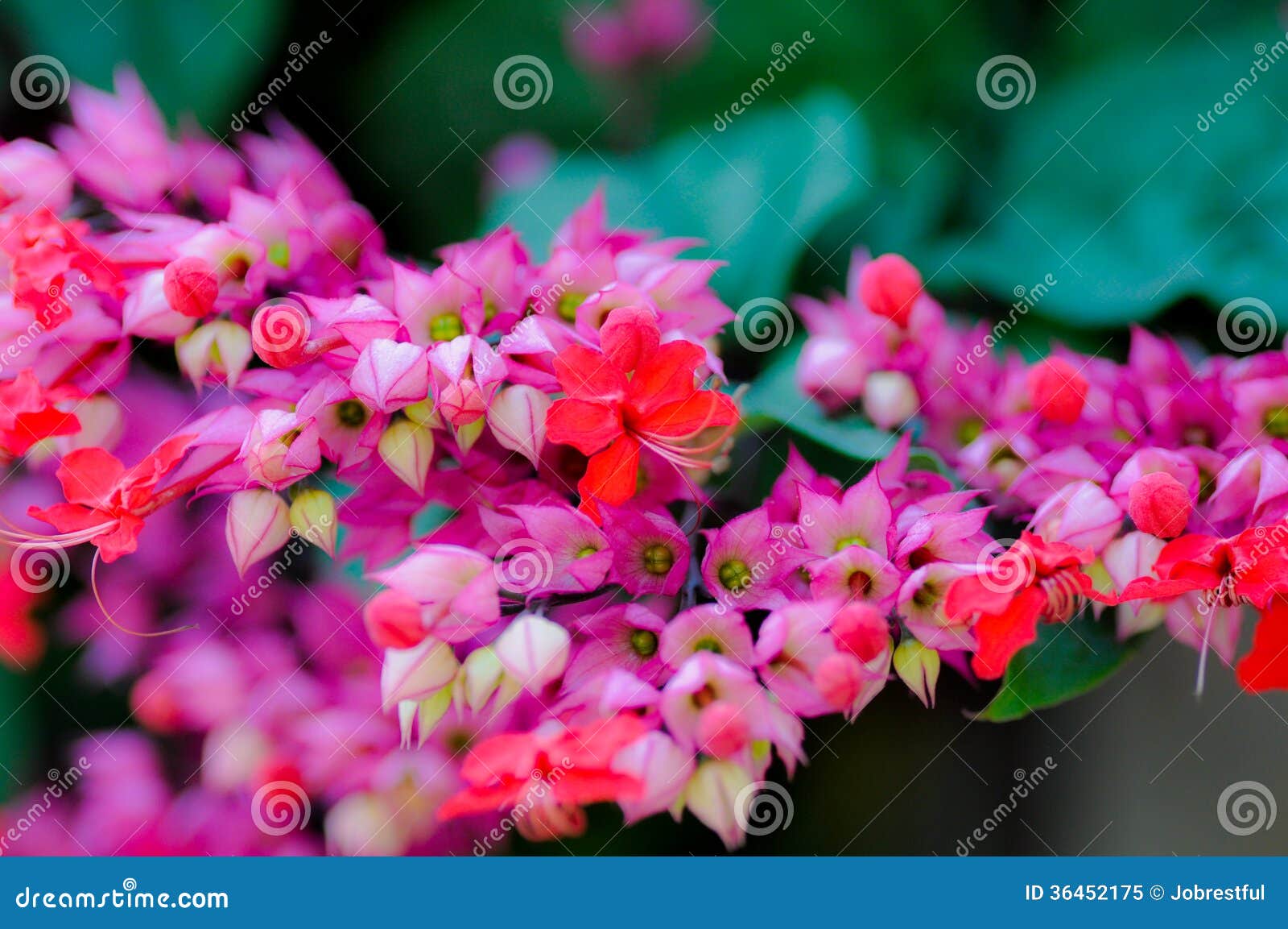Glory Bower stock image. Image of purple, flowerofmagic - 36452175