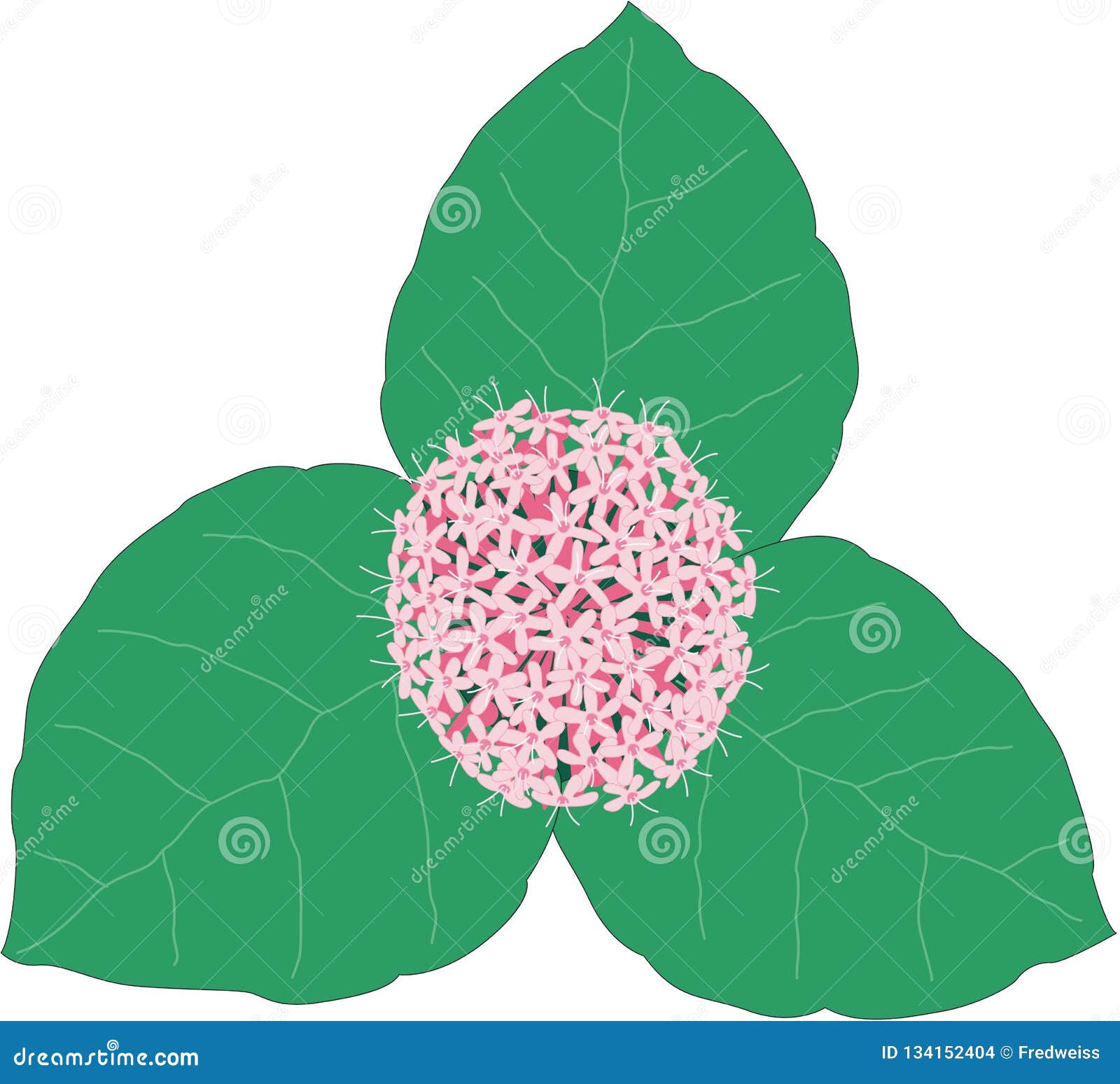 Bower Cartoons, Illustrations & Vector Stock Images - 957 Pictures to ...