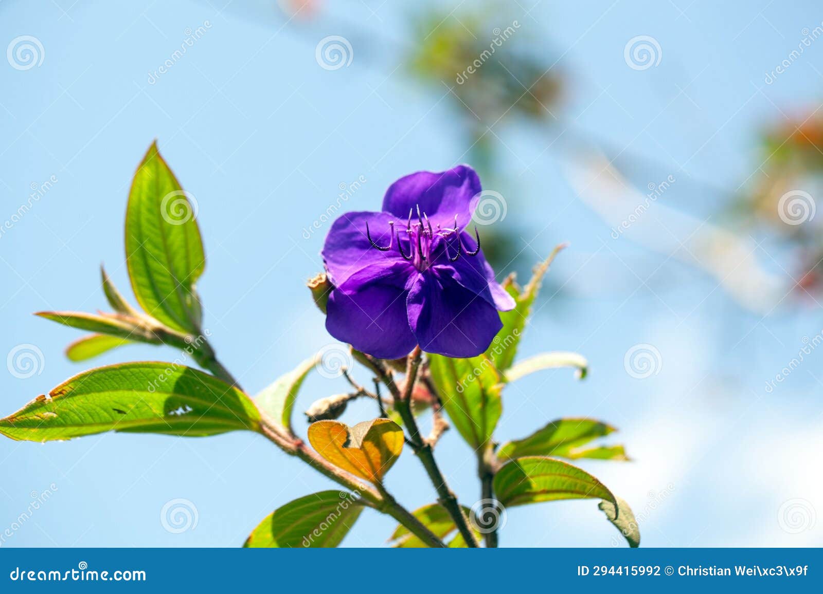 Glory Bush Flower, Tibouchina Semidecandra Stock Photo - Image of ...