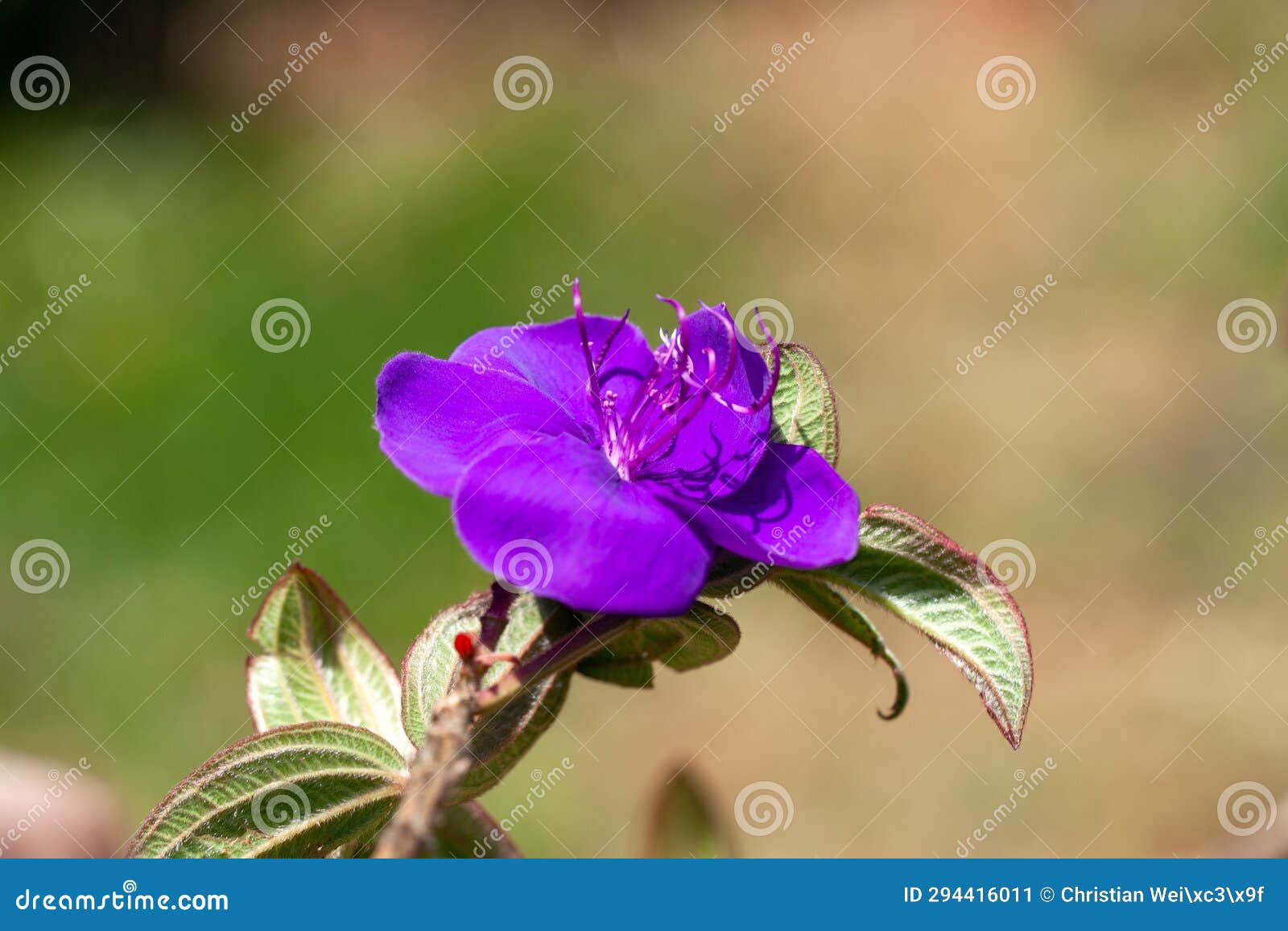 Glory Bush Flower, Tibouchina Semidecandra Stock Image - Image of ...